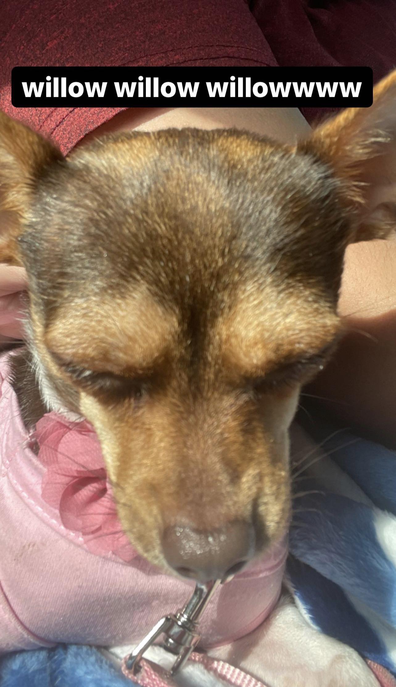 Meet Willow :) | Scrolller