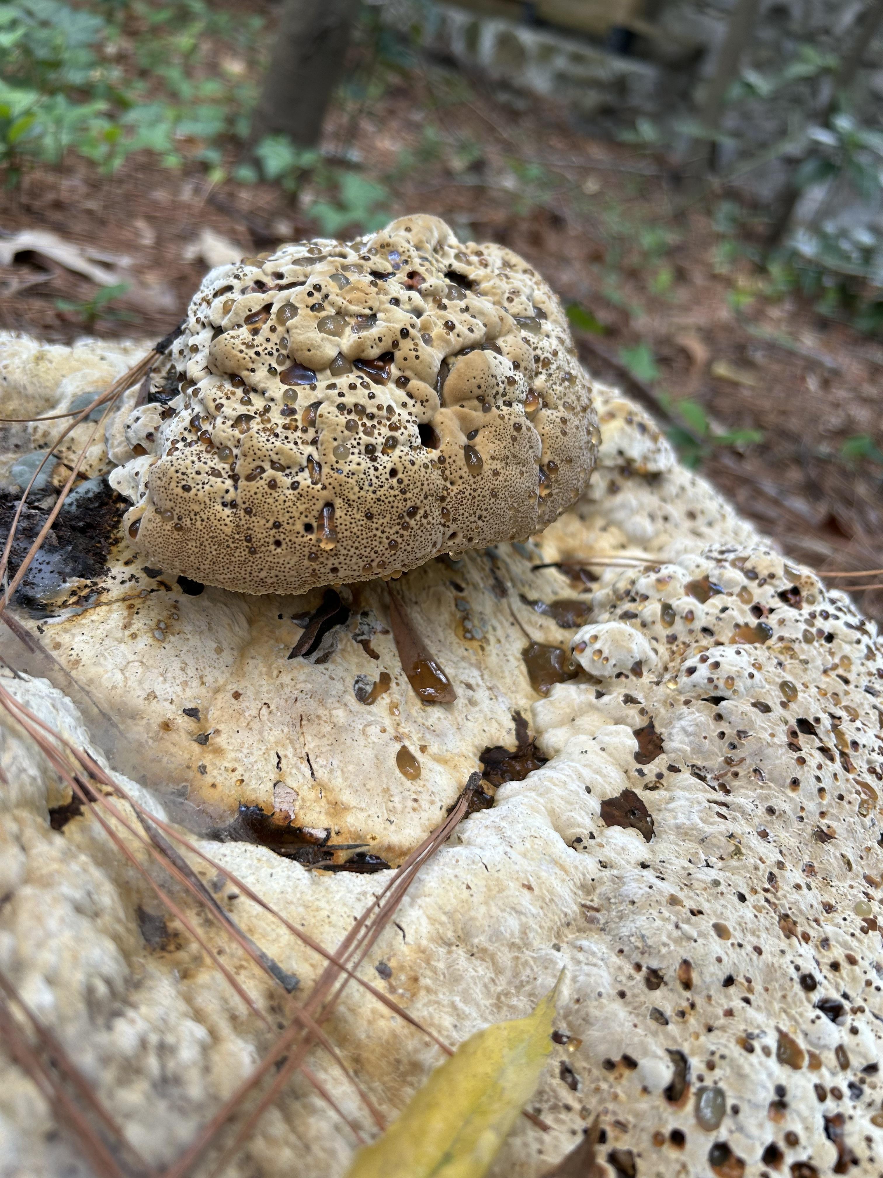 TW: trypophobia | Scrolller