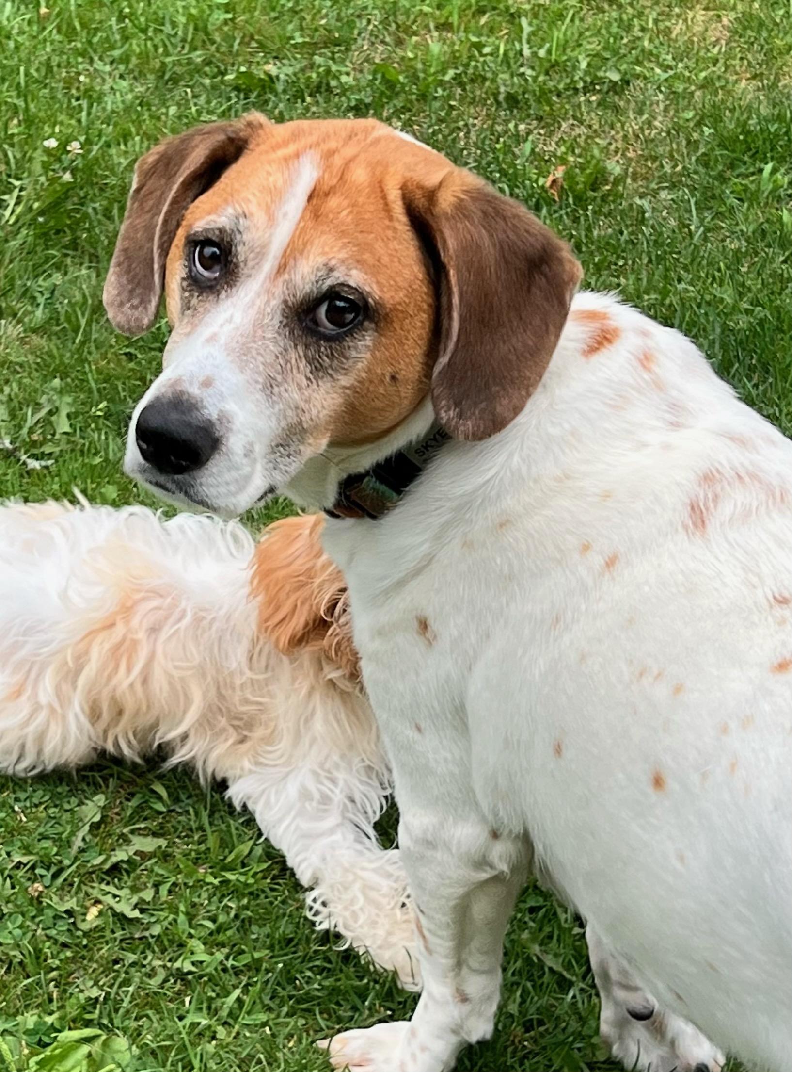 Happy National Mutt Day! | Scrolller