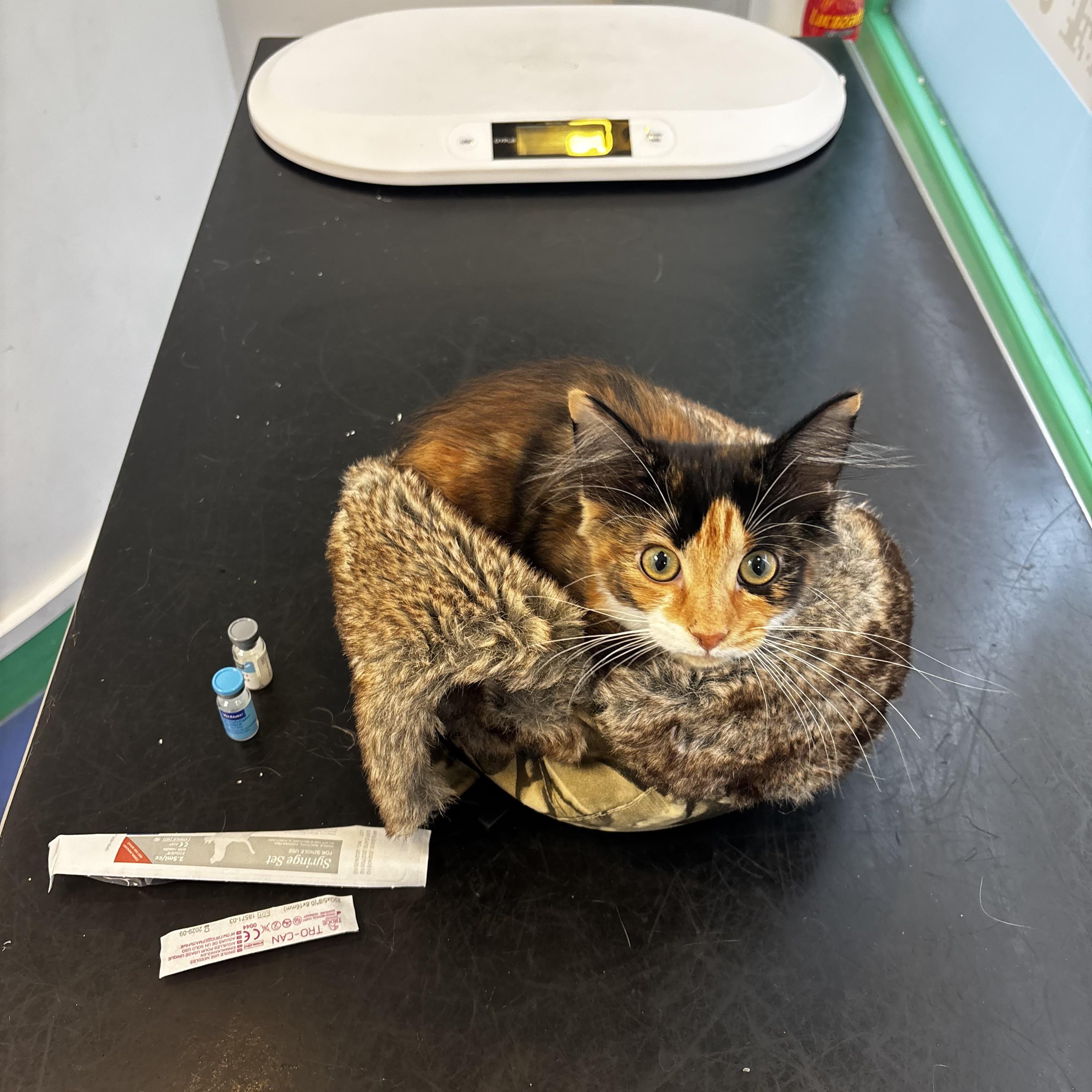 Meet Miso! | Scrolller