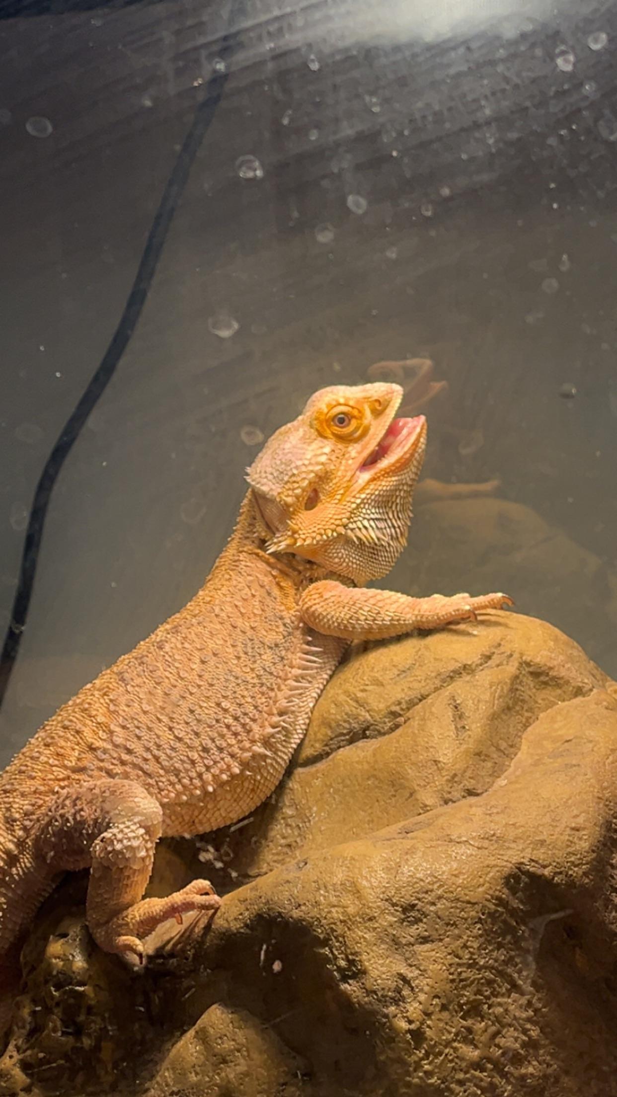 Final update on teacher’s beardie (happy ending:) | Scrolller