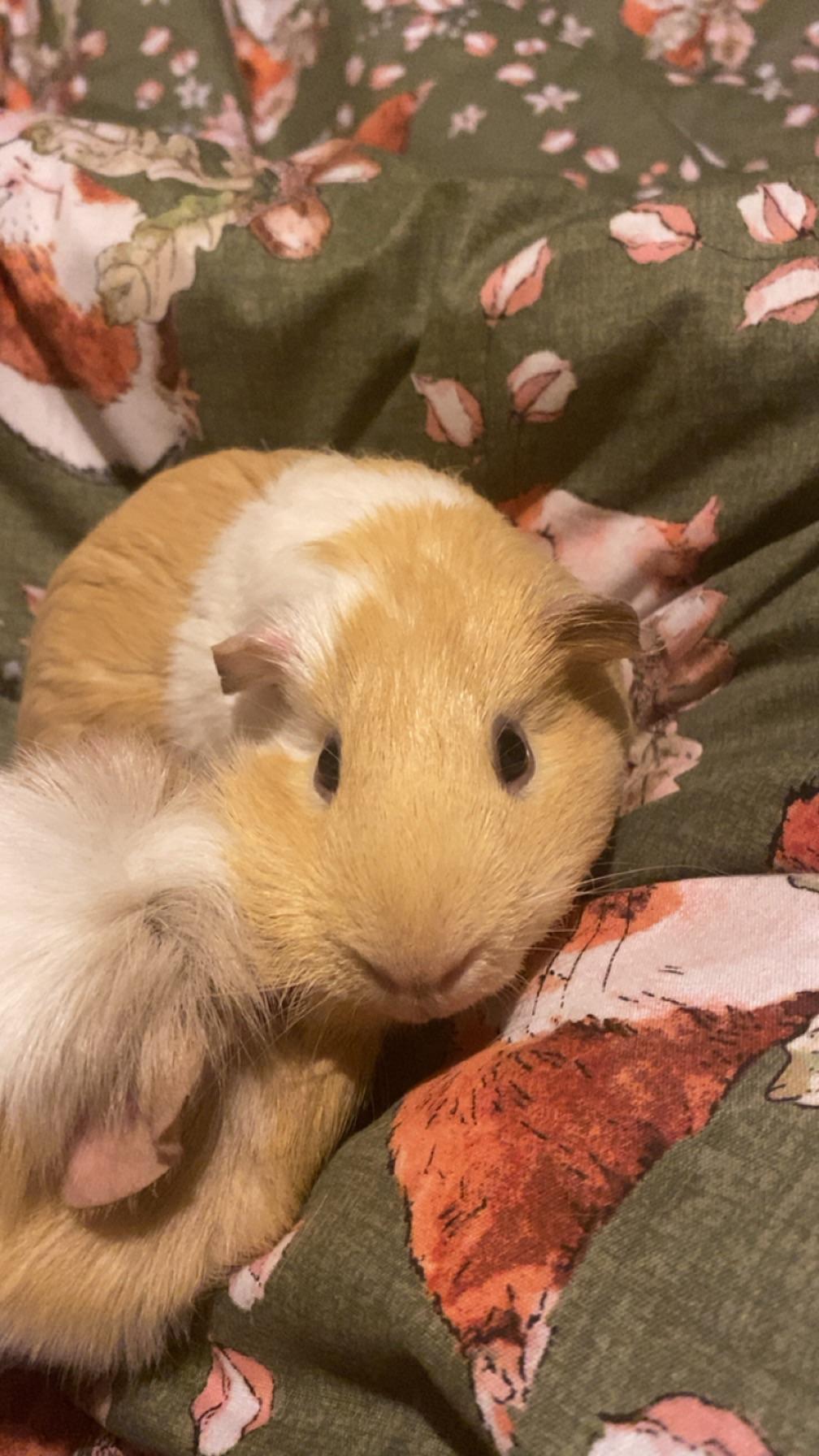 My little fluff balls Fred and George, that’s all I just wanted to show my cute boys | Scrolller