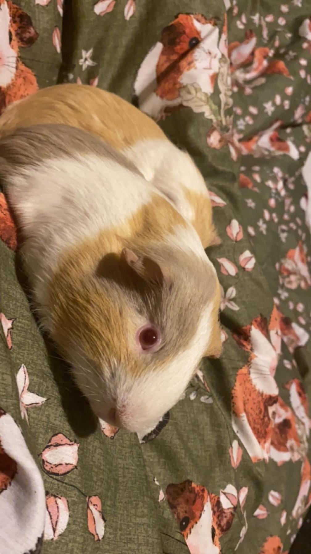 My little fluff balls Fred and George, that’s all I just wanted to show my cute boys | Scrolller