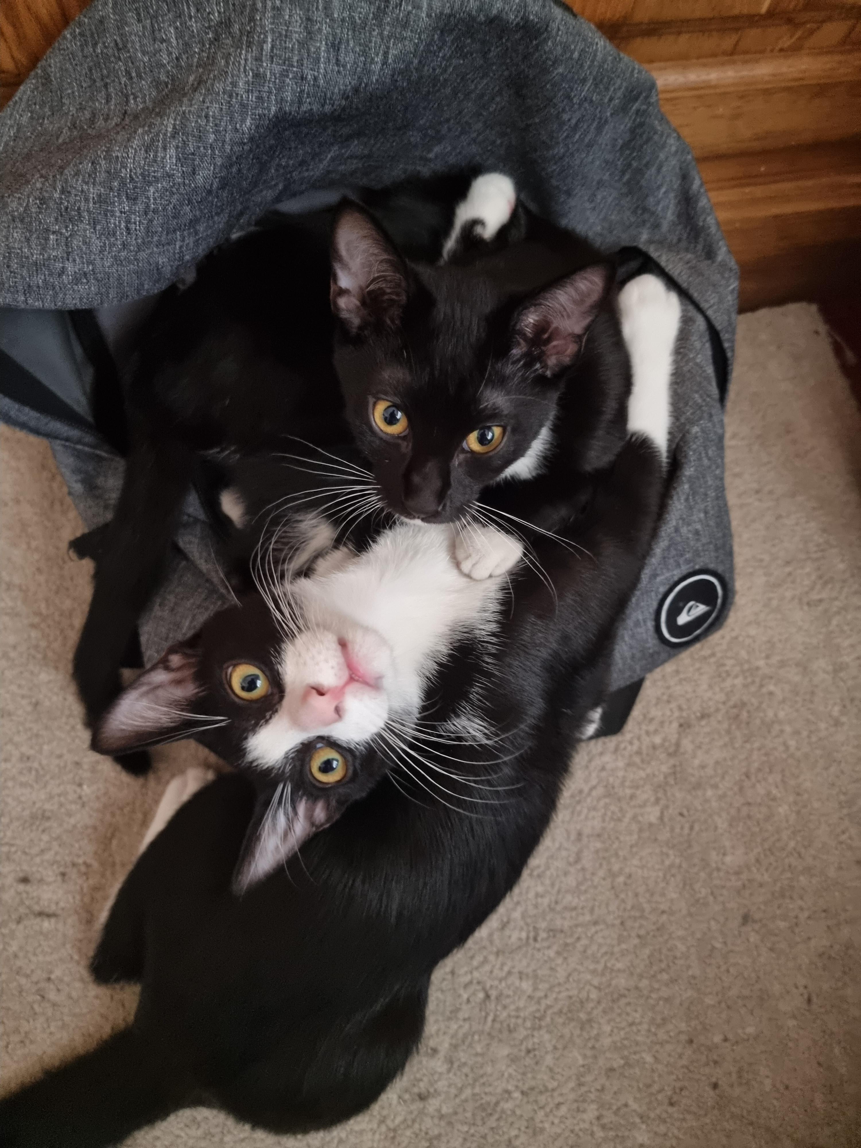 Silly siblings | Scrolller