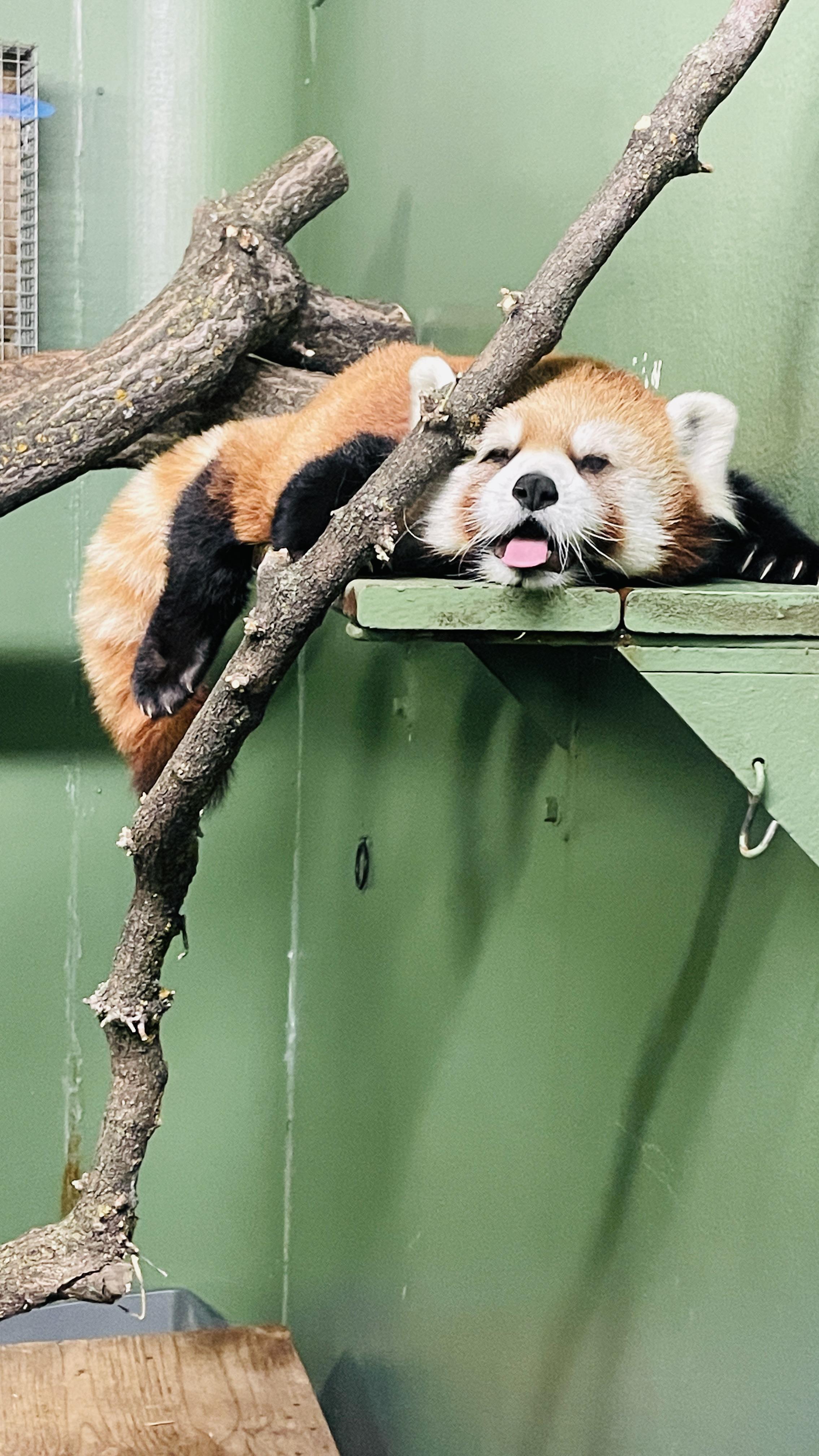 [OC] Red Pandas are an endangered species. | Scrolller