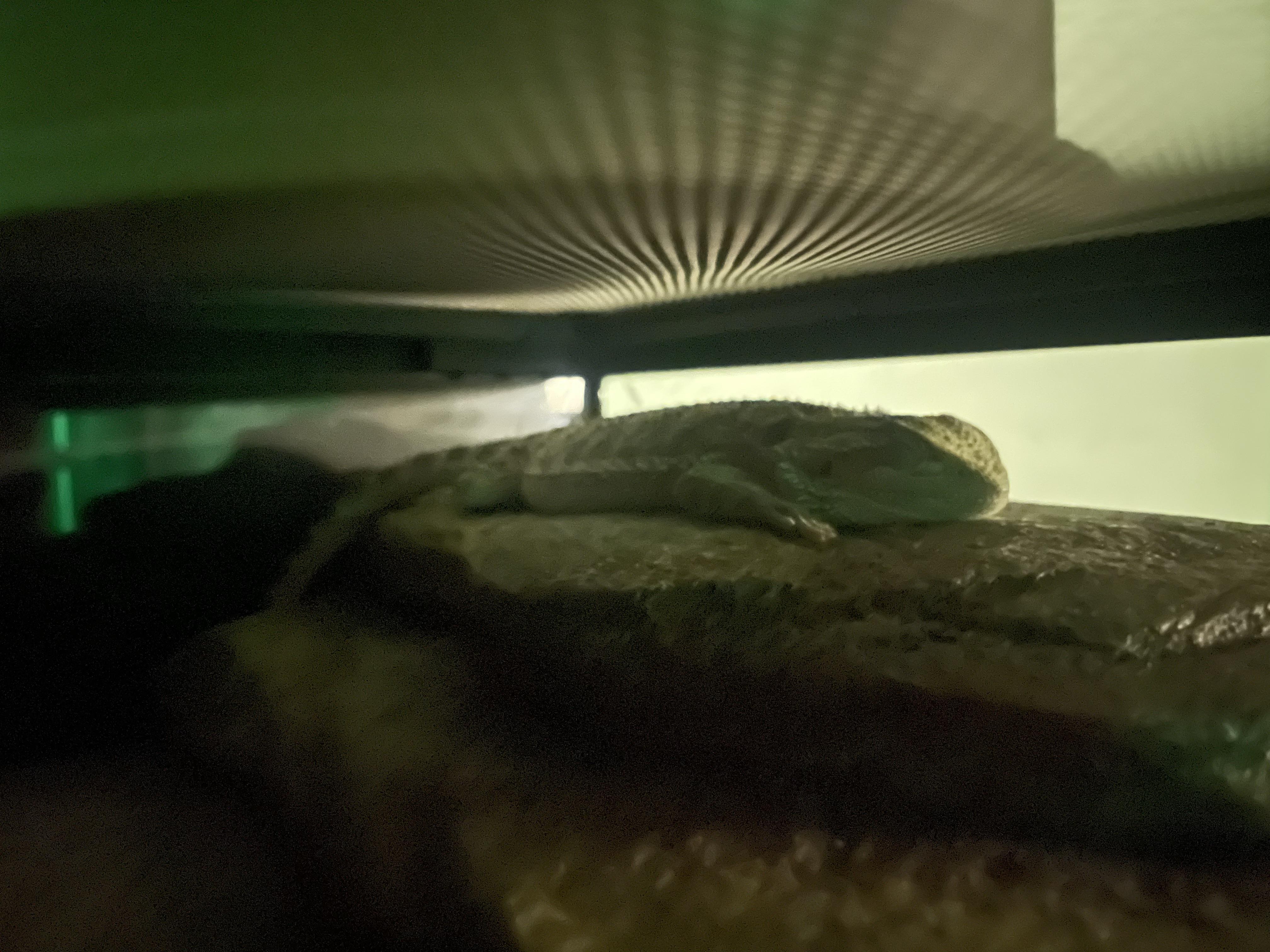 Our experience so far as 1st time Bearded Dragon owners! | Scrolller