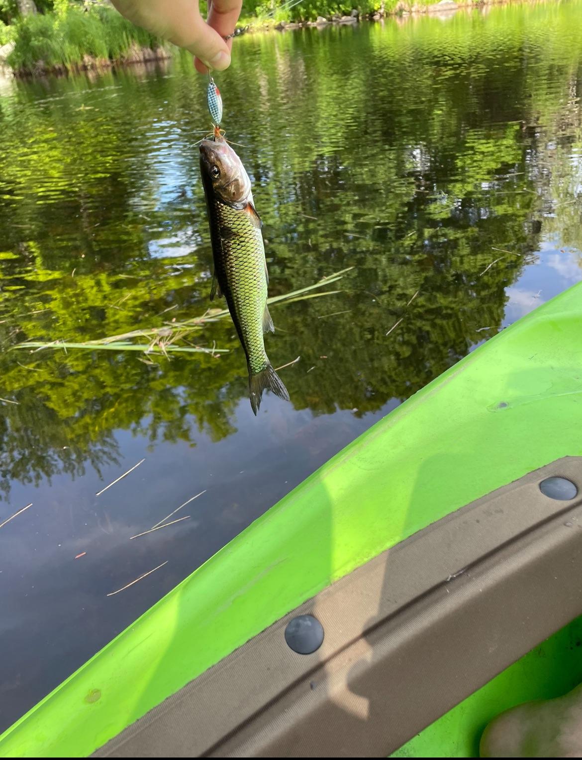 Help identifying? | Scrolller