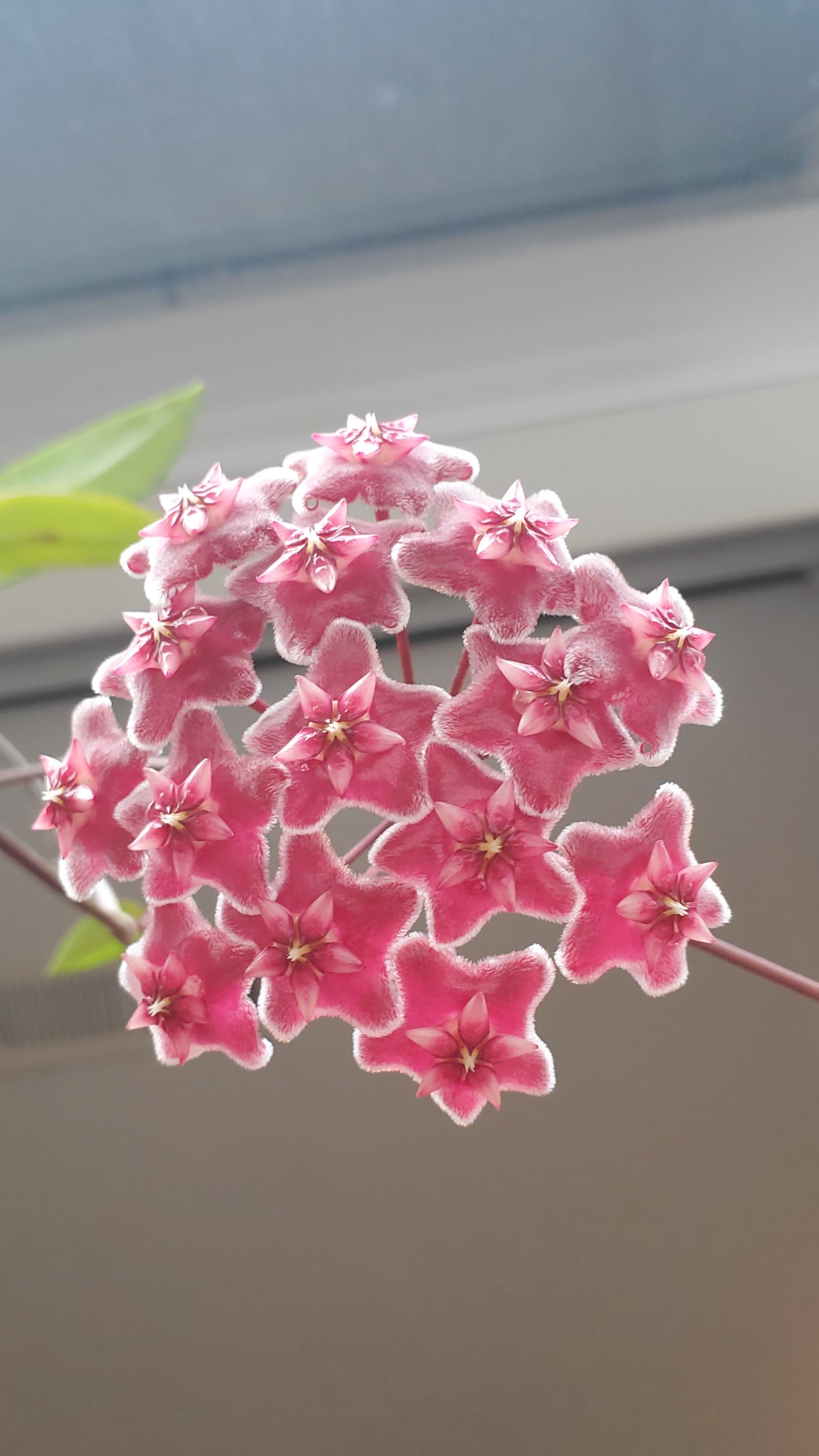 Finally! Blooms! | Scrolller