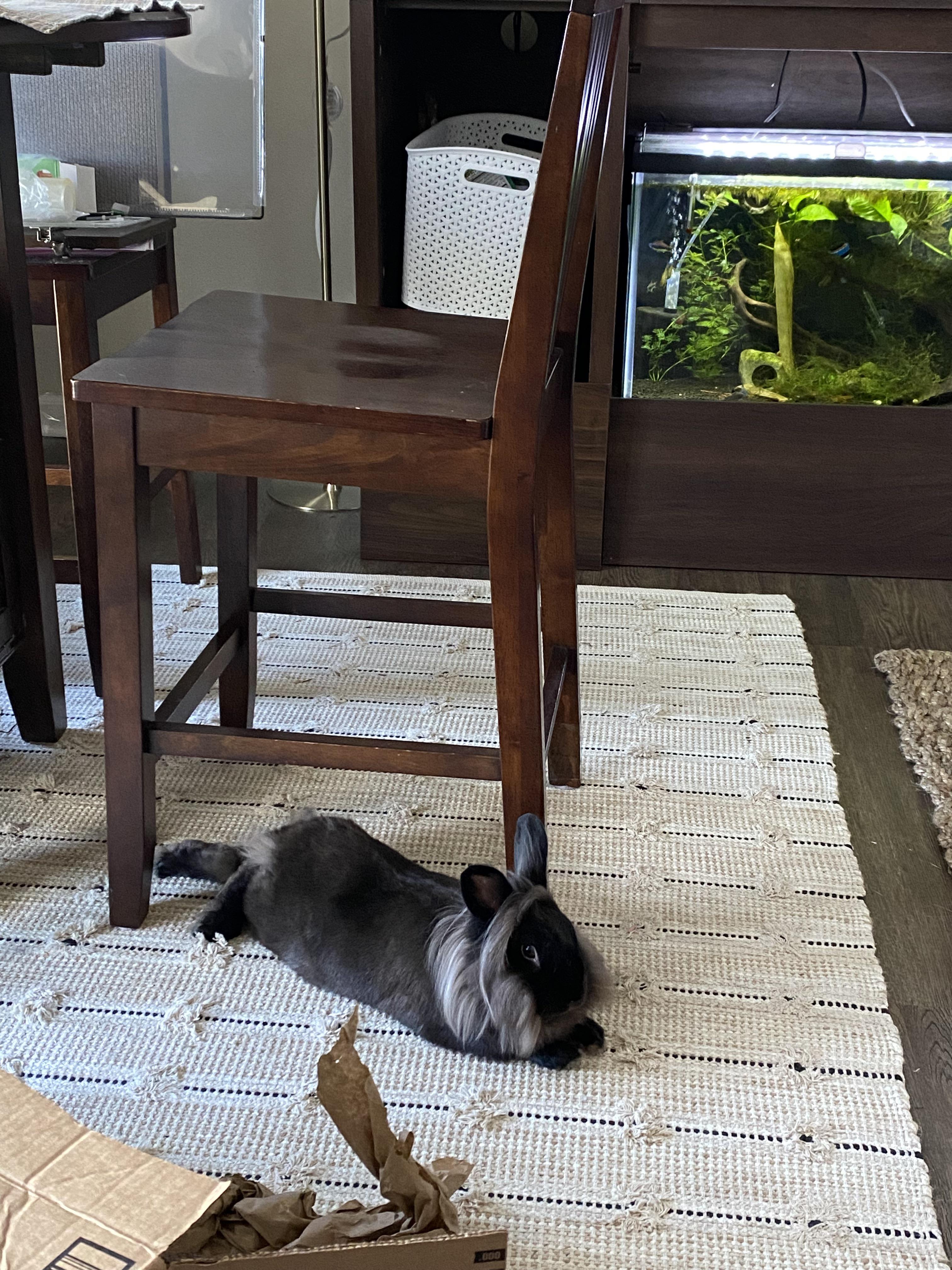 Discover more like Rabbits: Introducing Luna and Nox! and Related ...