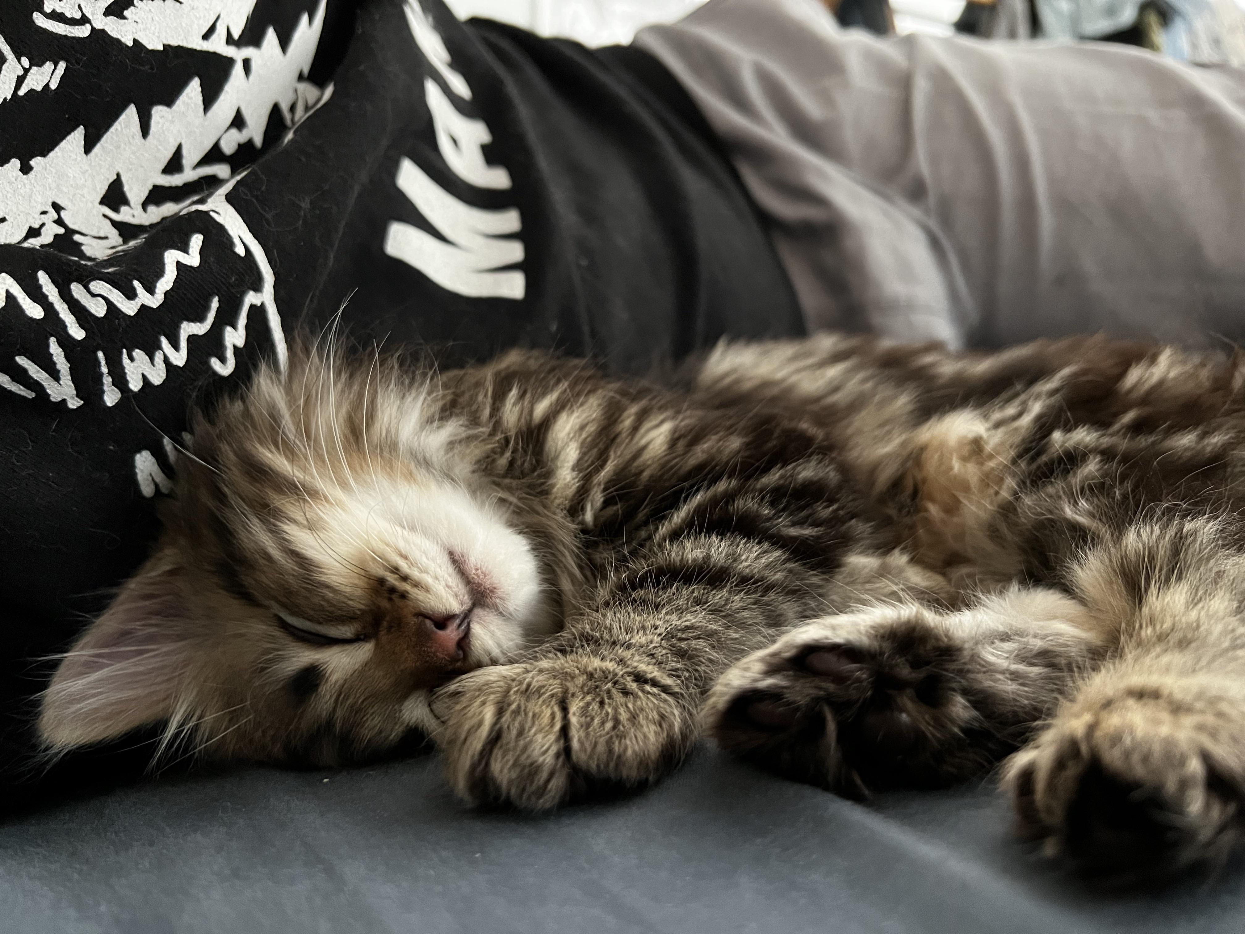 He is Groot. Siberian # 2 Mochi has a buddy | Scrolller