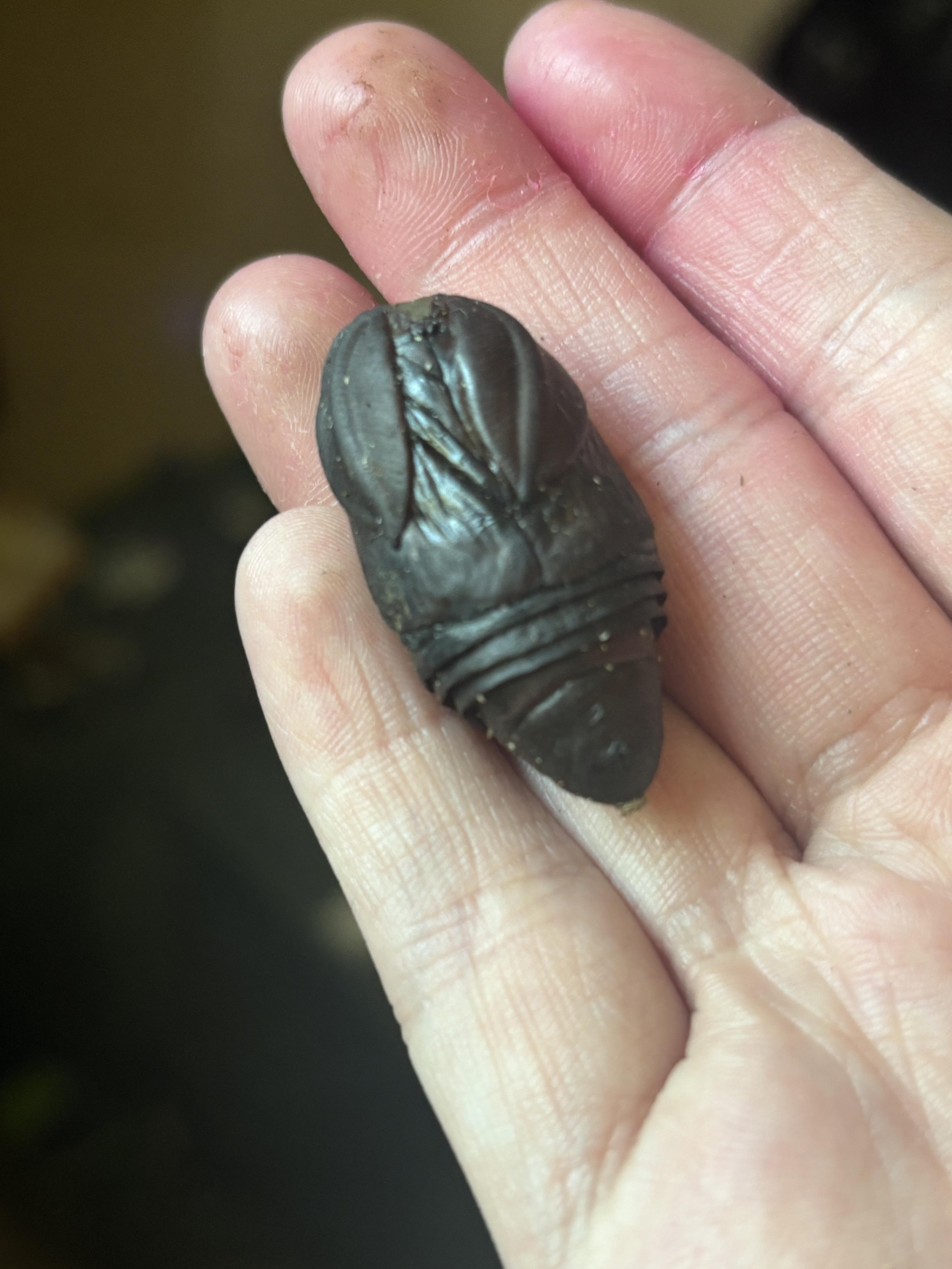 What happened to this Polyphemus moth cocoon? Is it dead? | Scrolller