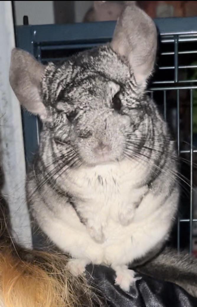 Chinchilla dump | Scrolller