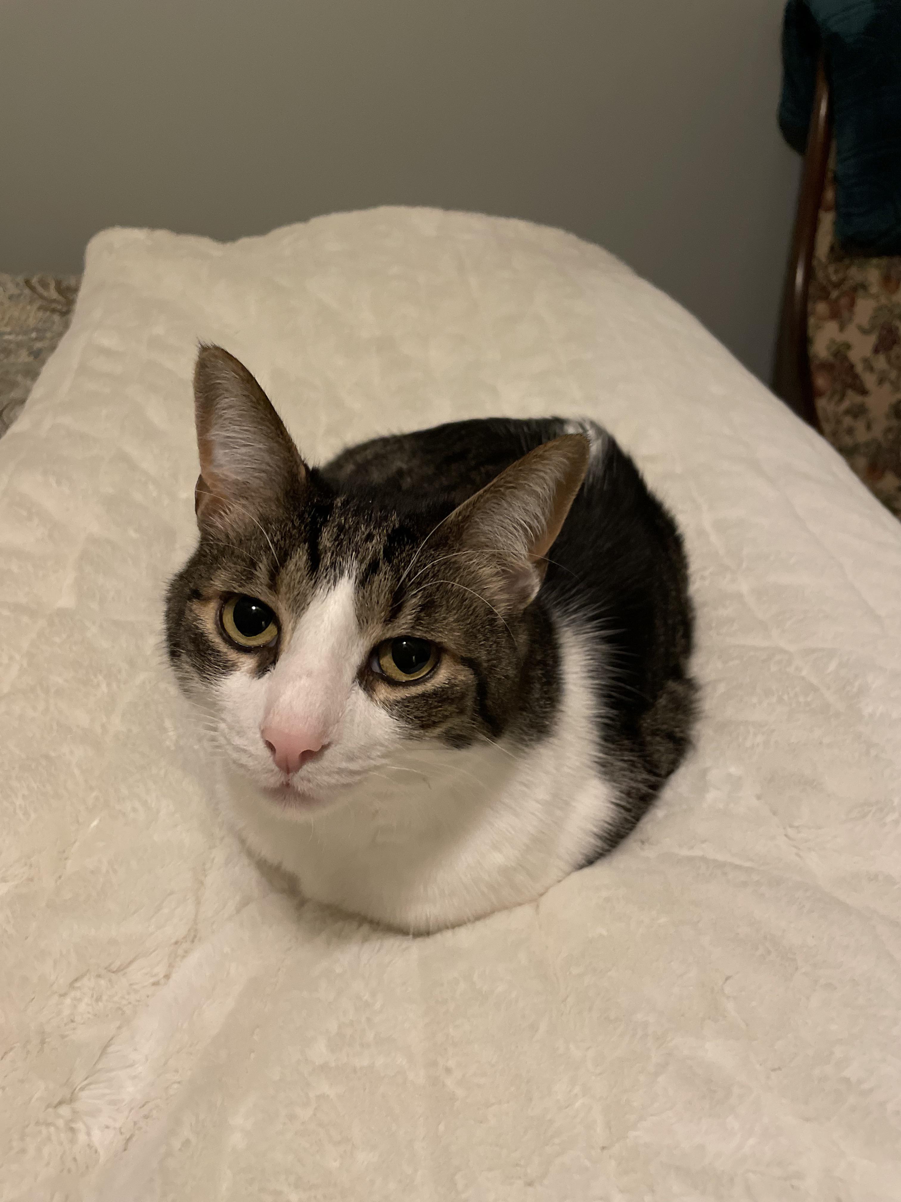 Meet Oliver | Scrolller