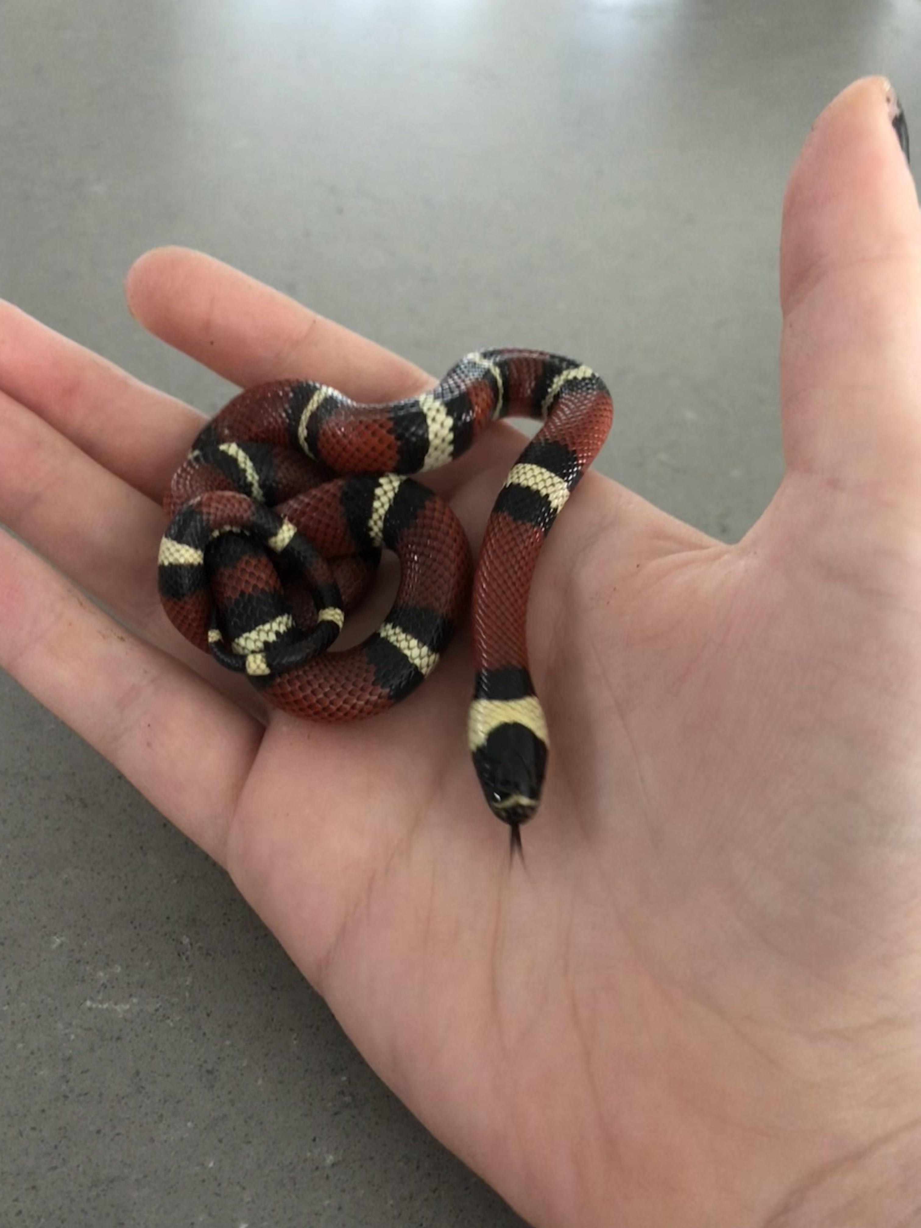 Discover more like Snakes: 2 years old vs 2 months old and Related Content | Scrolller