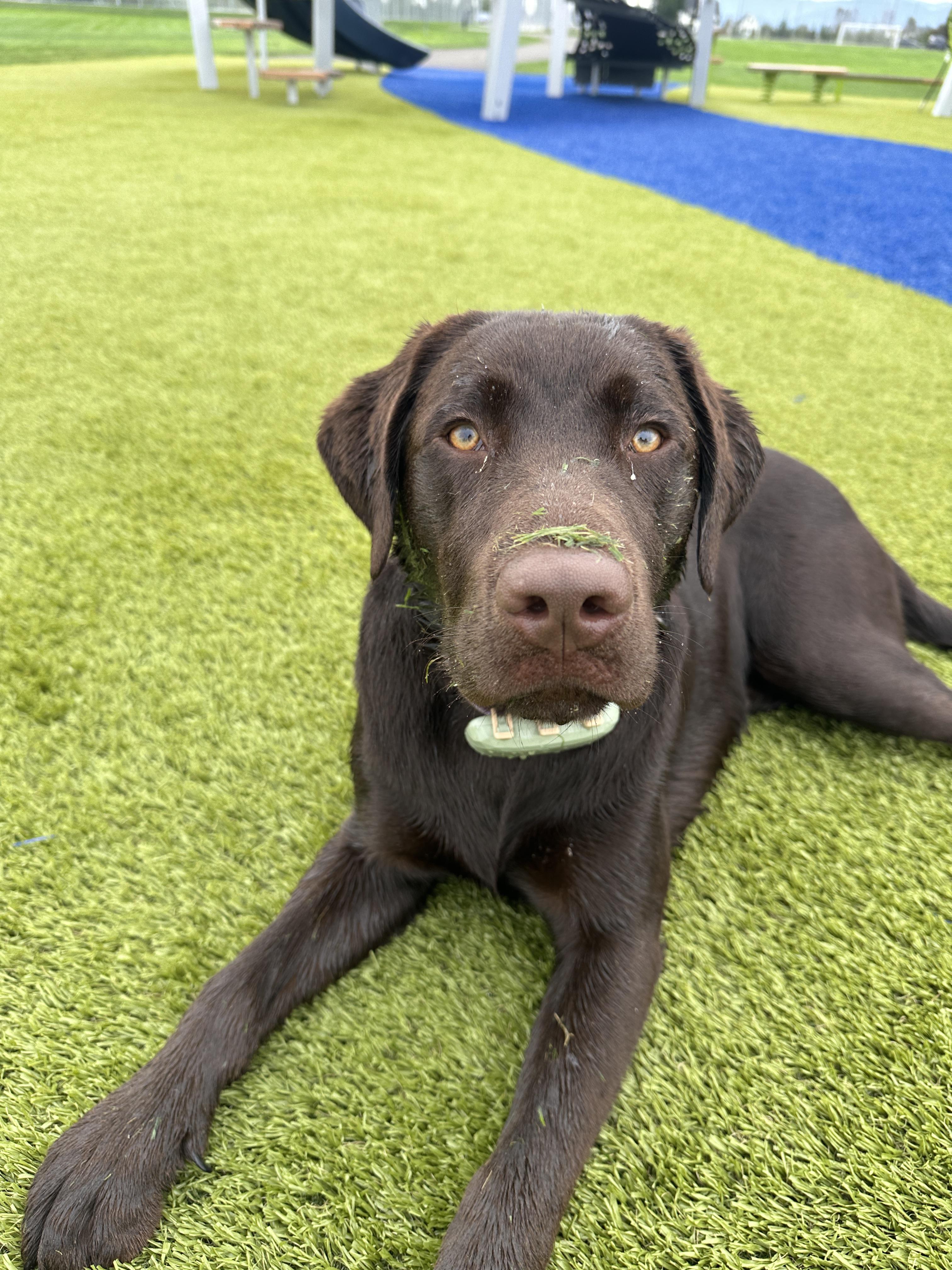 My good boy Bear! | Scrolller