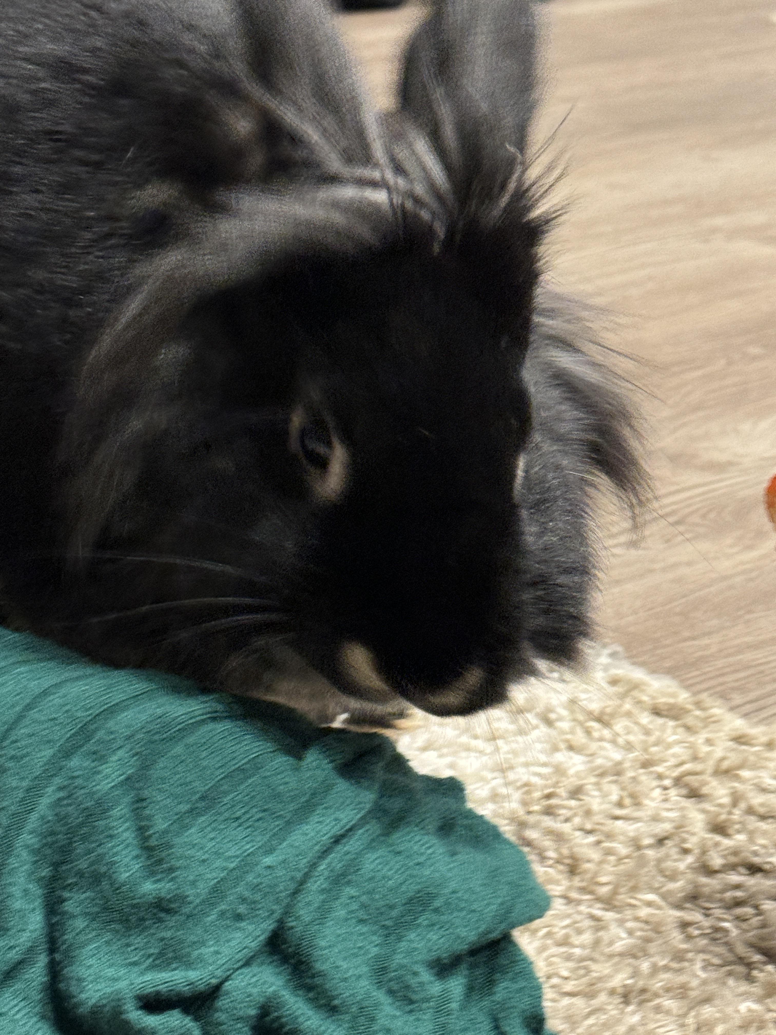 New bun alert! Tips for bonding? | Scrolller