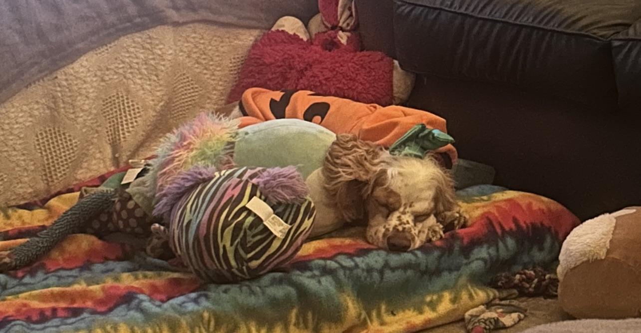 Casper is so gentle with our mallows. Who else has a pet who loves your mallows? | Scrolller