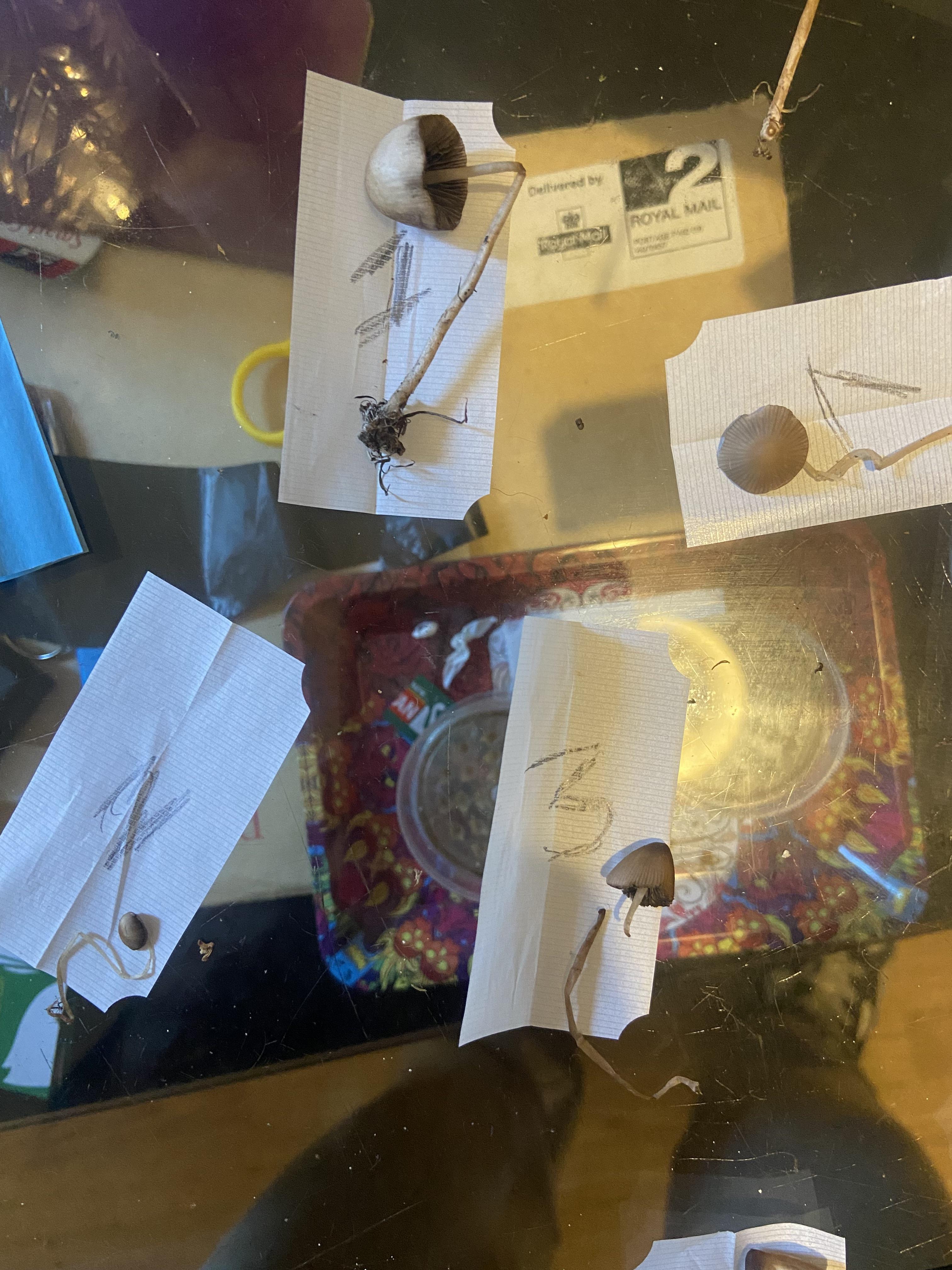 Help identify | Scrolller