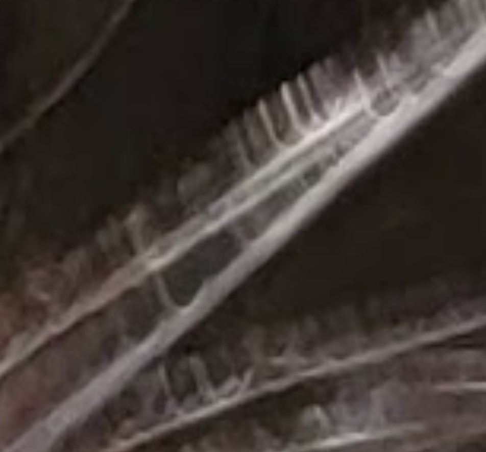 Help identifying hair issue | Scrolller