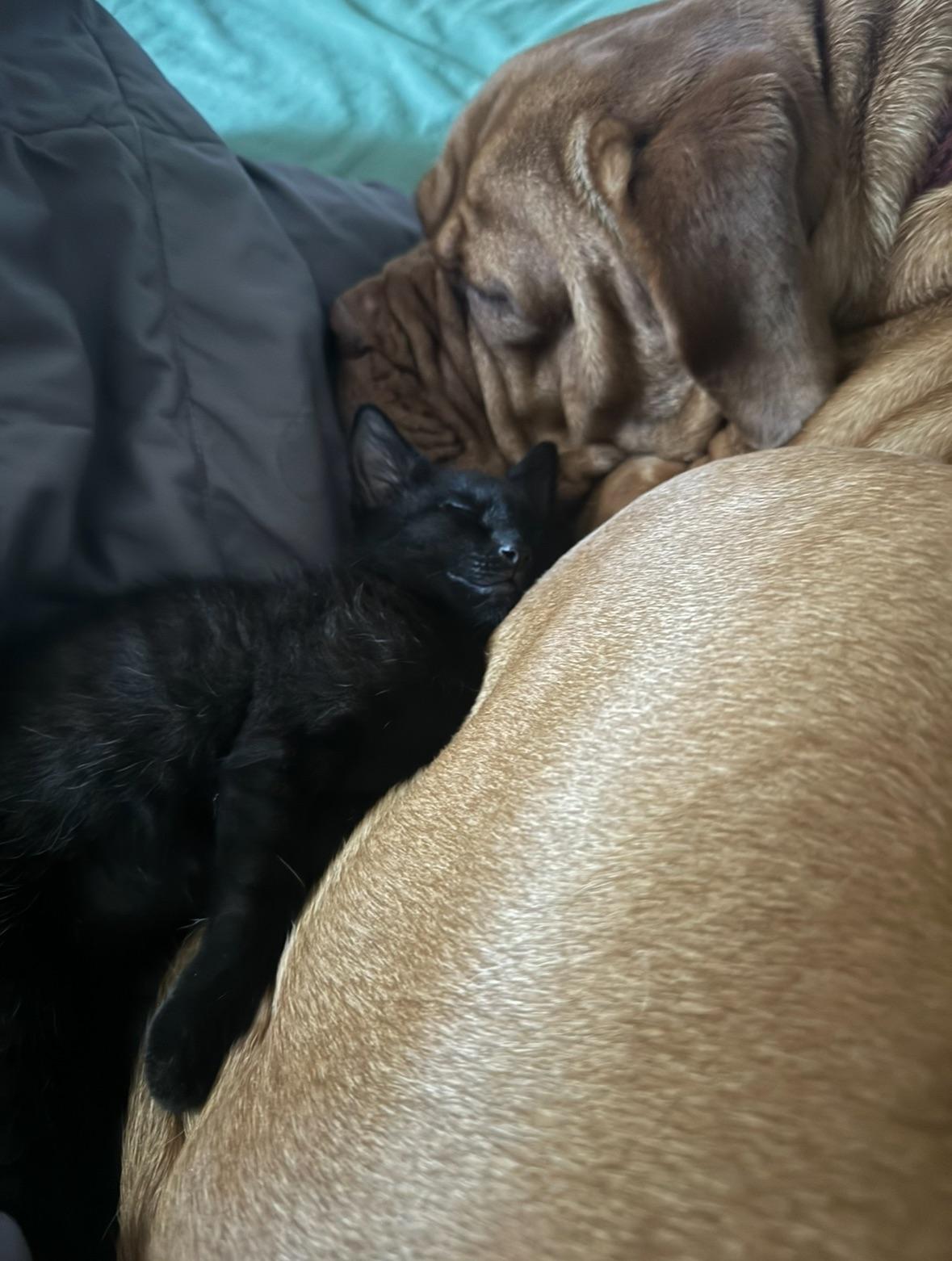 Sleeping but make it look weird | Scrolller