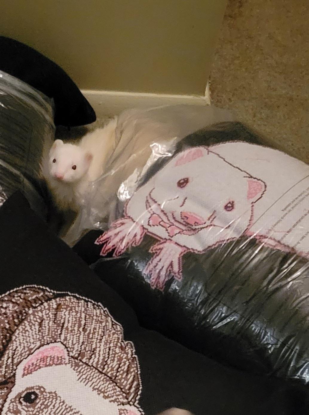 Happy 7th birthday to my sleepy siblings, Neville and Hermione | Scrolller