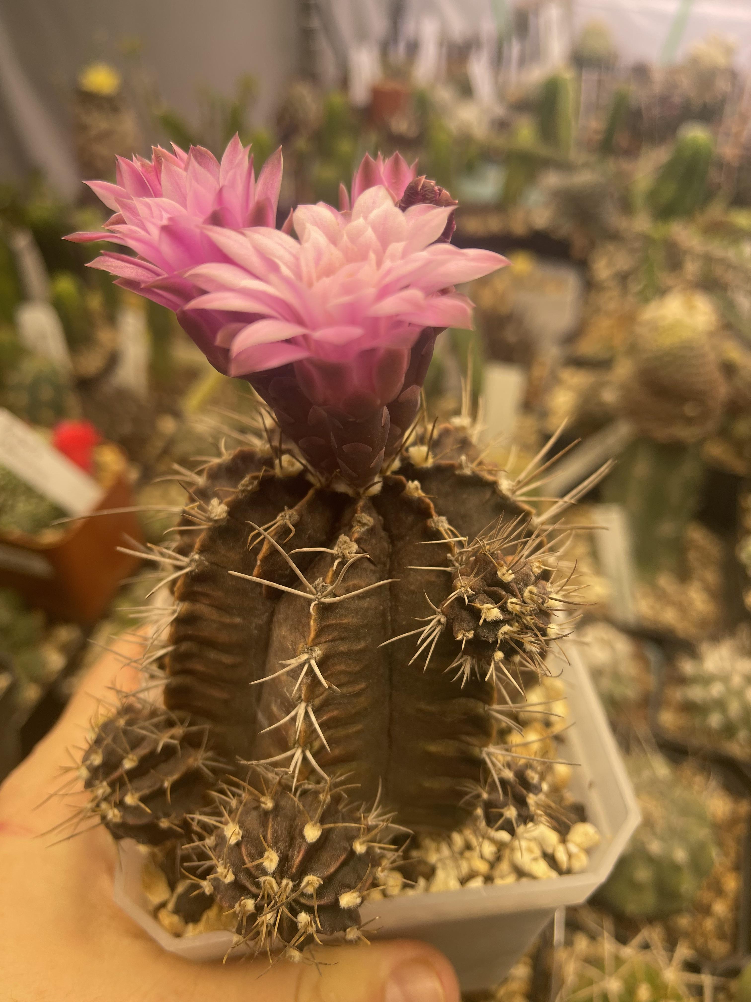Gymnocalycium Identification | Scrolller