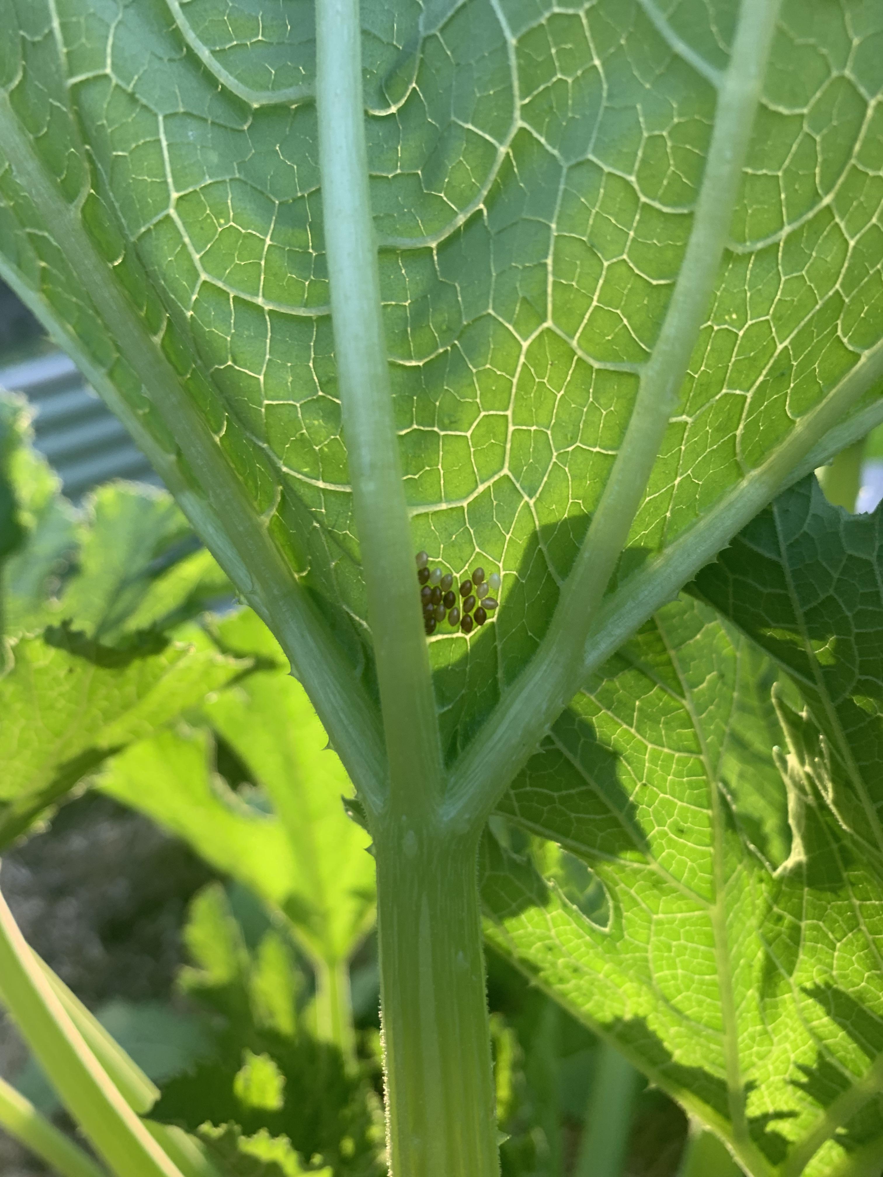 Help! What are these eggs on my squash plants? | Scrolller
