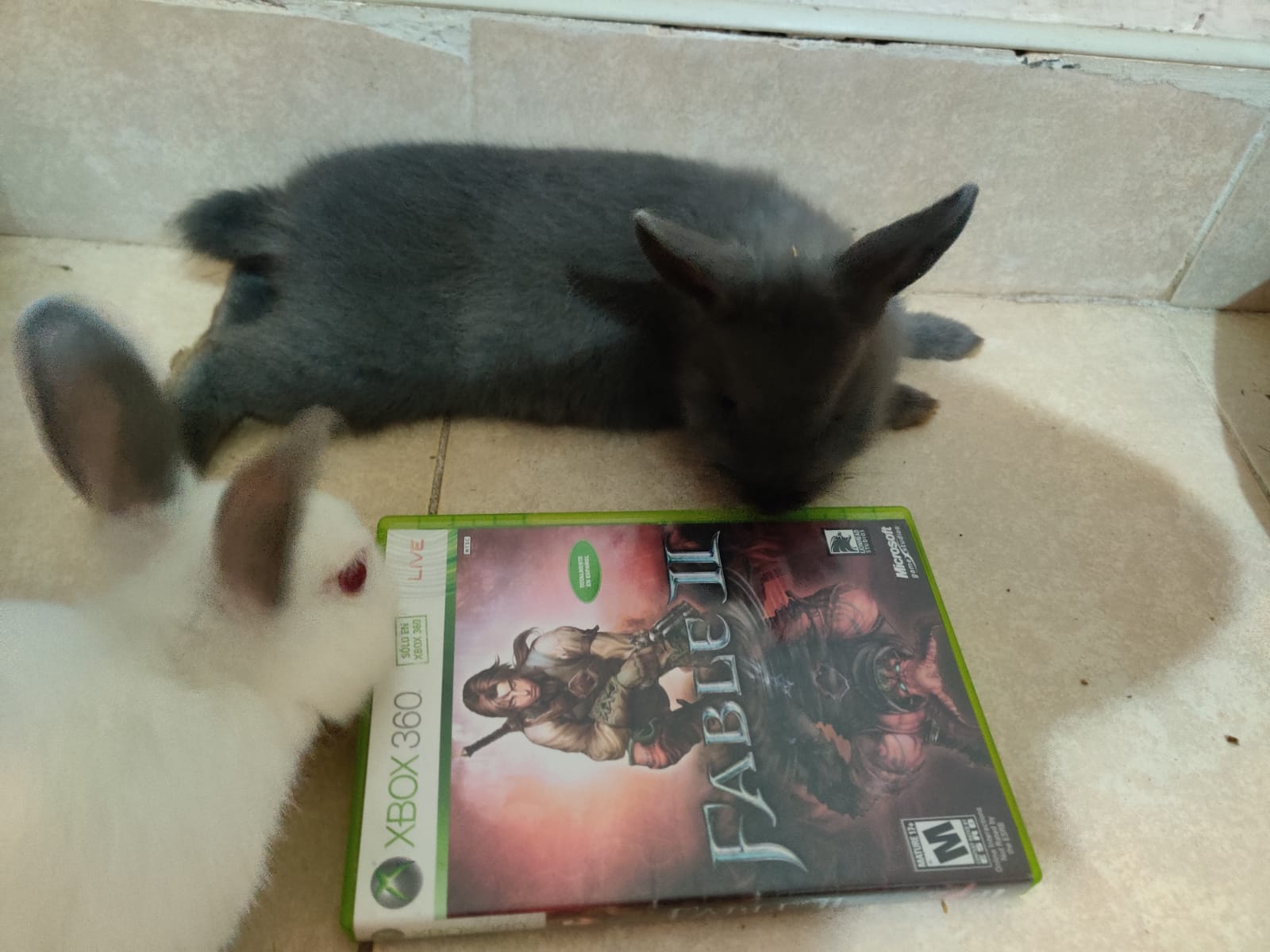 Breed ID? | Scrolller