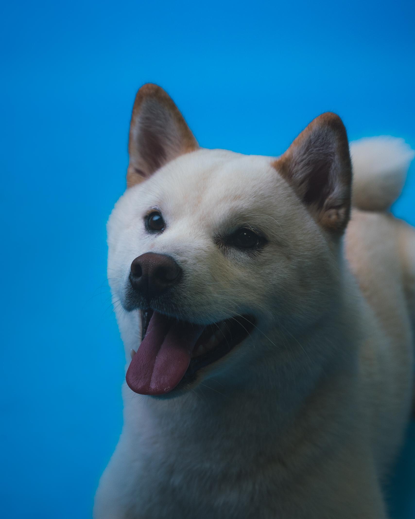 My good boy: Sushi, a cream Shiba Inu | Scrolller
