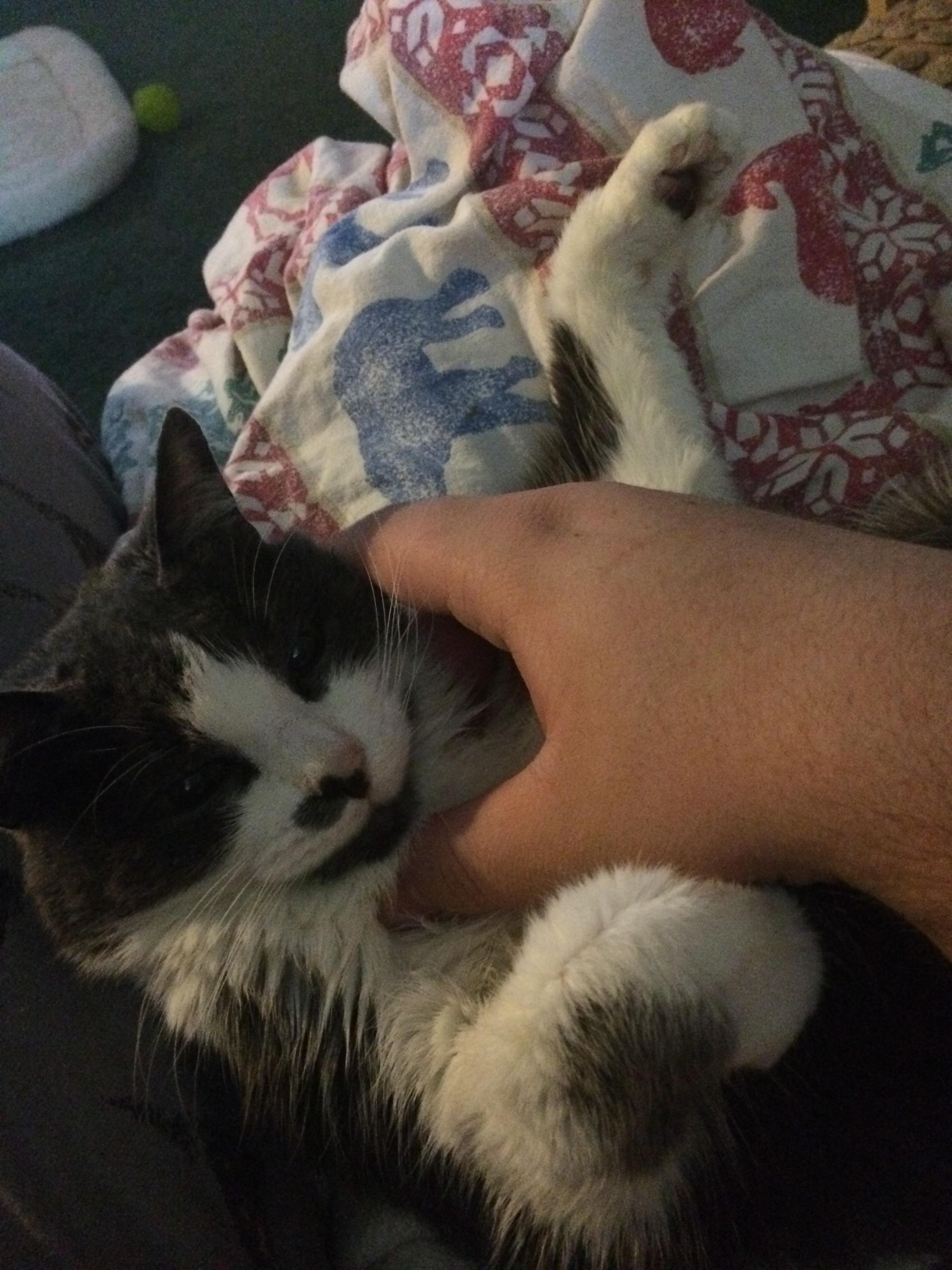 Help identifying Breed. | Scrolller