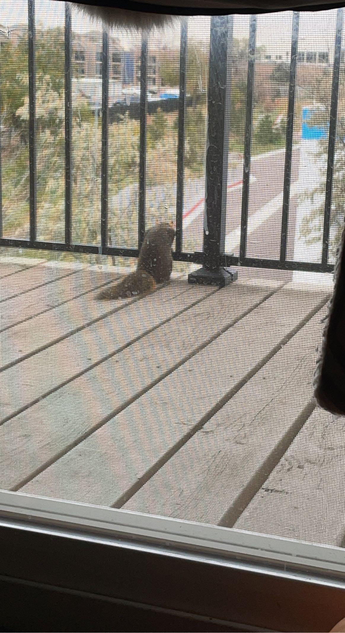 Squirrel stuck!!!! Help! | Scrolller