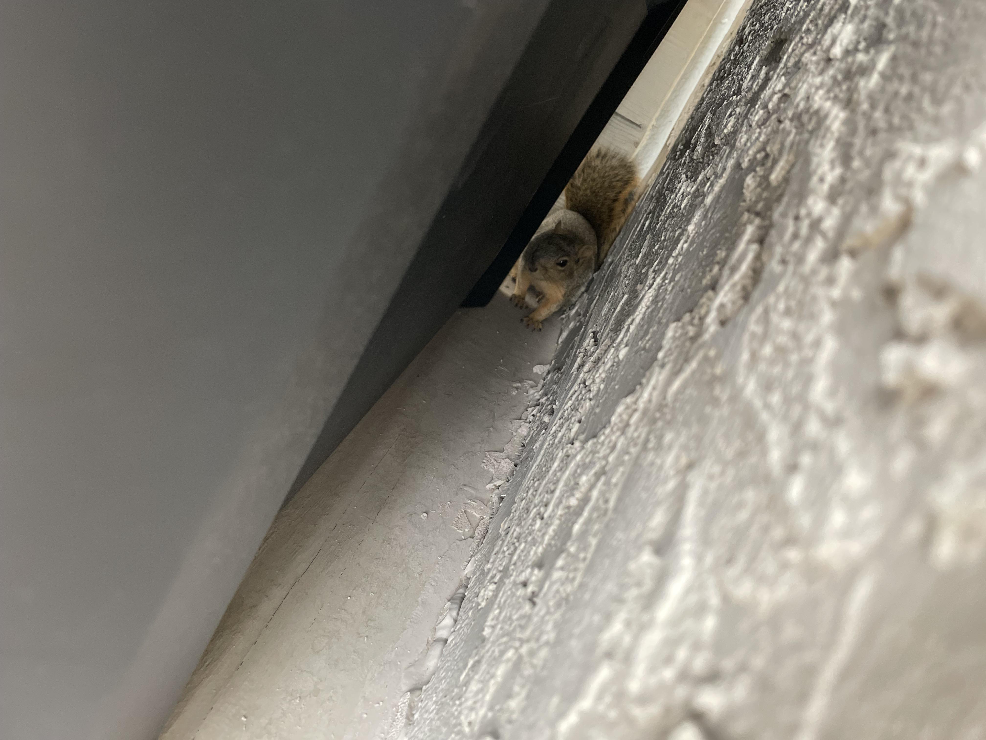 Squirrel stuck!!!! Help! | Scrolller