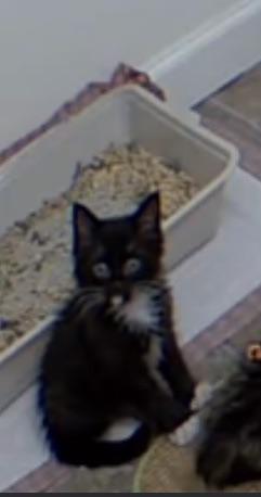 Discover more like TuxedoCats: My tuxedo foster baby and Related Content | Scrolller