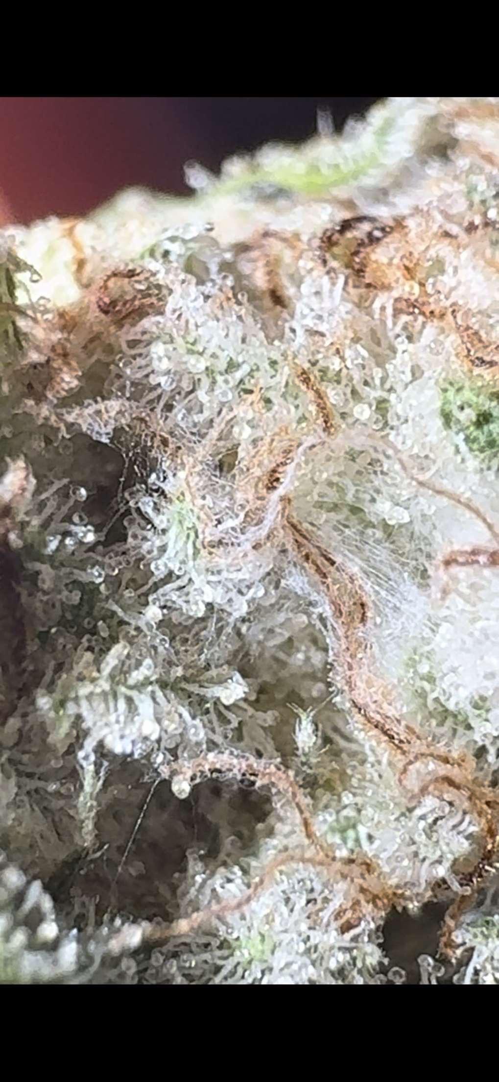 Is this mold? | Scrolller