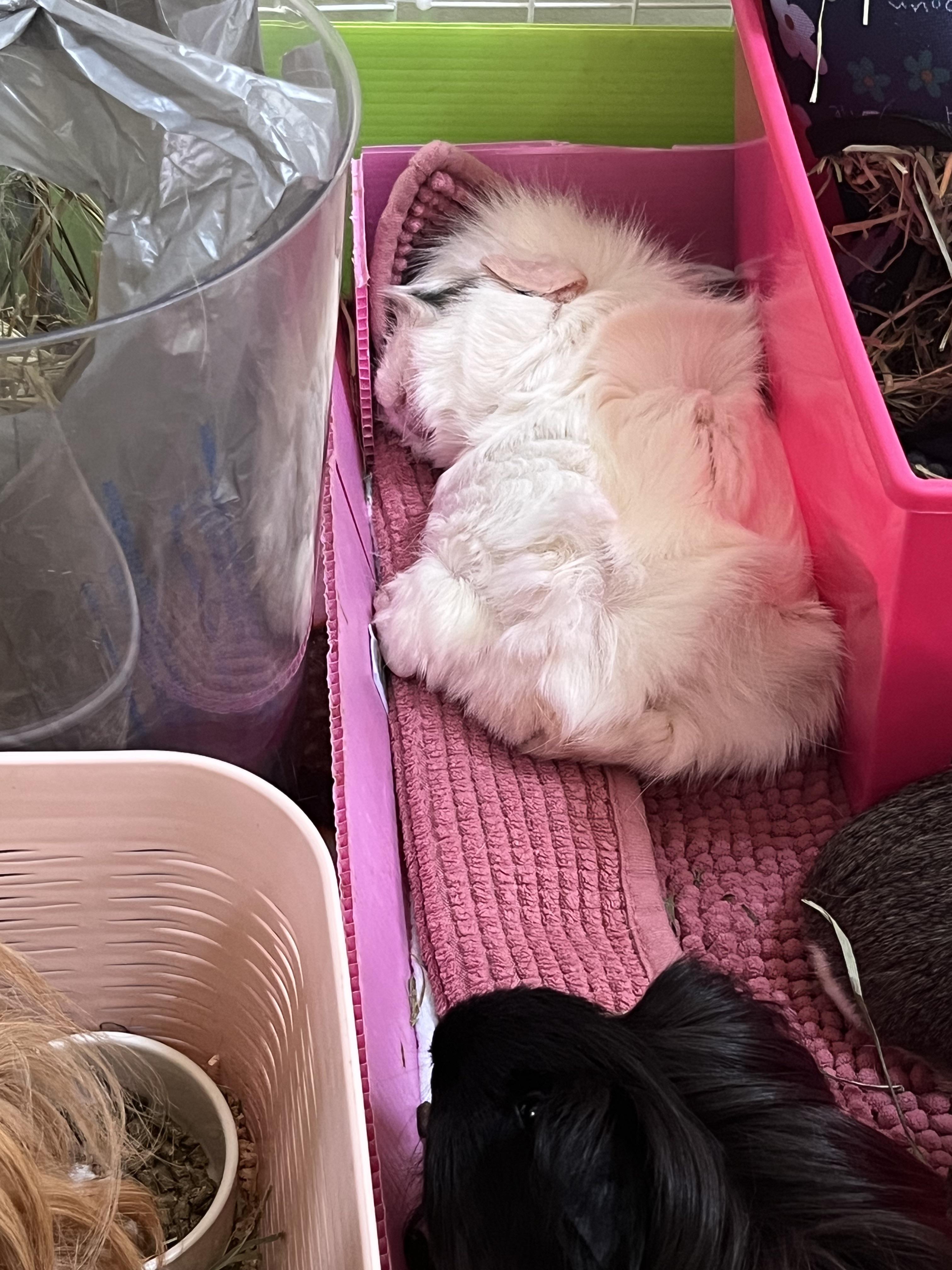 Nail clipping update! In comments | Scrolller