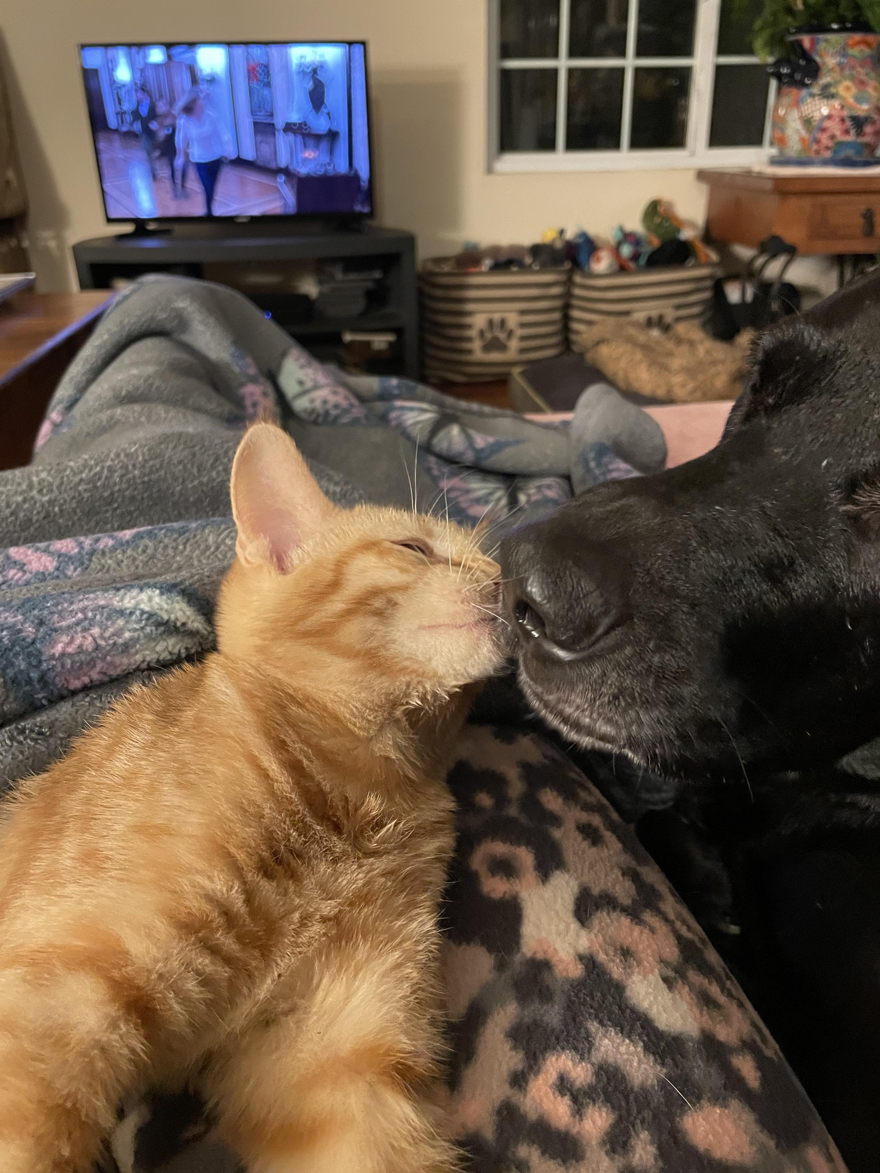 Tabby holding athena’s paw+smooch | Scrolller