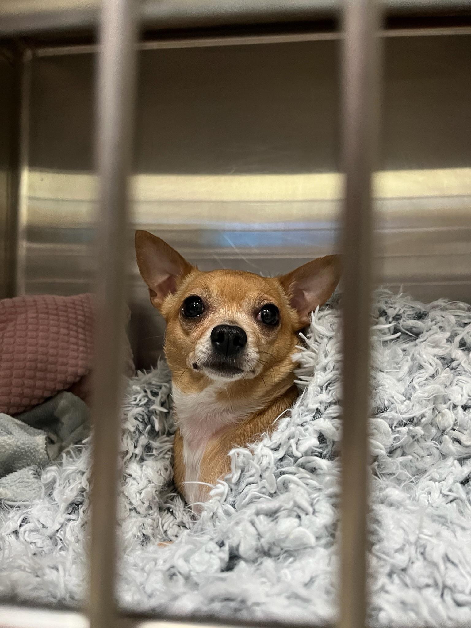 High Chi! | Scrolller