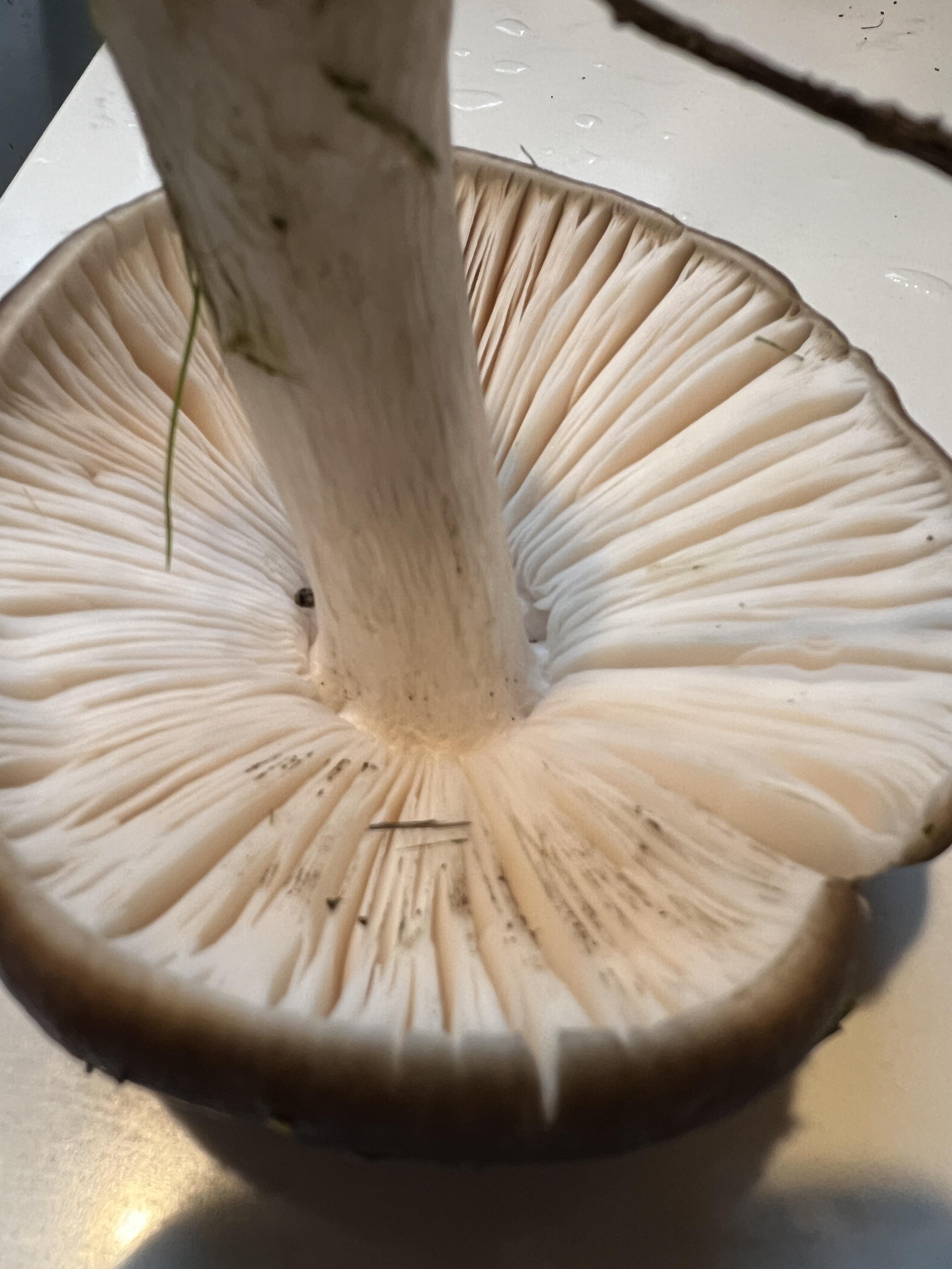 Help ID. | Scrolller