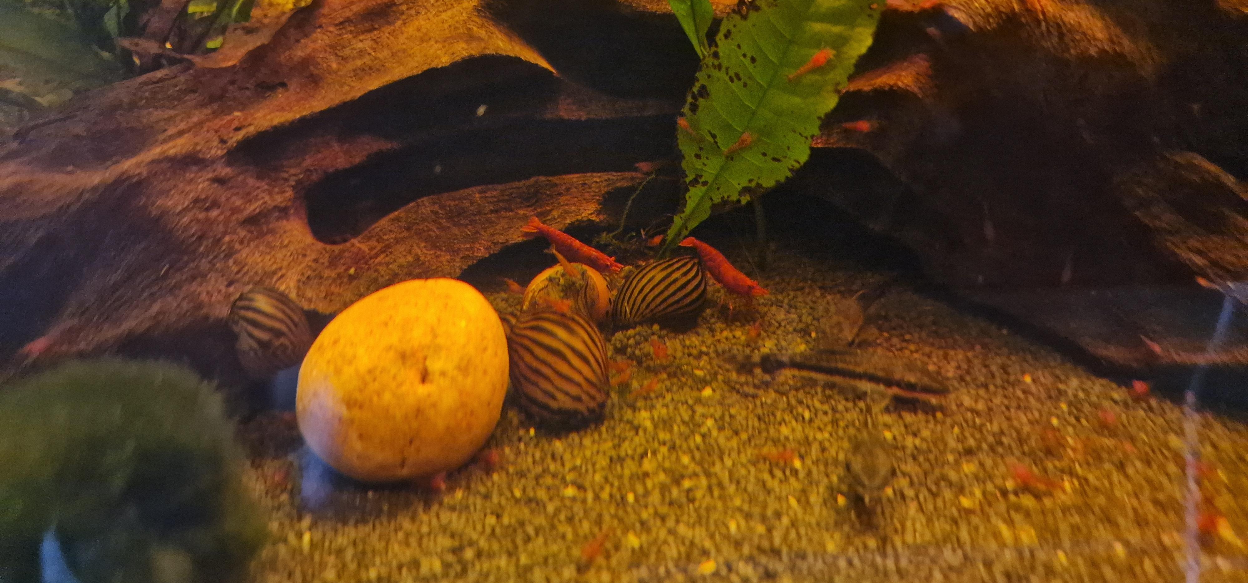 Discover more like Shrimptank: Freaky. and Related Content | Scrolller