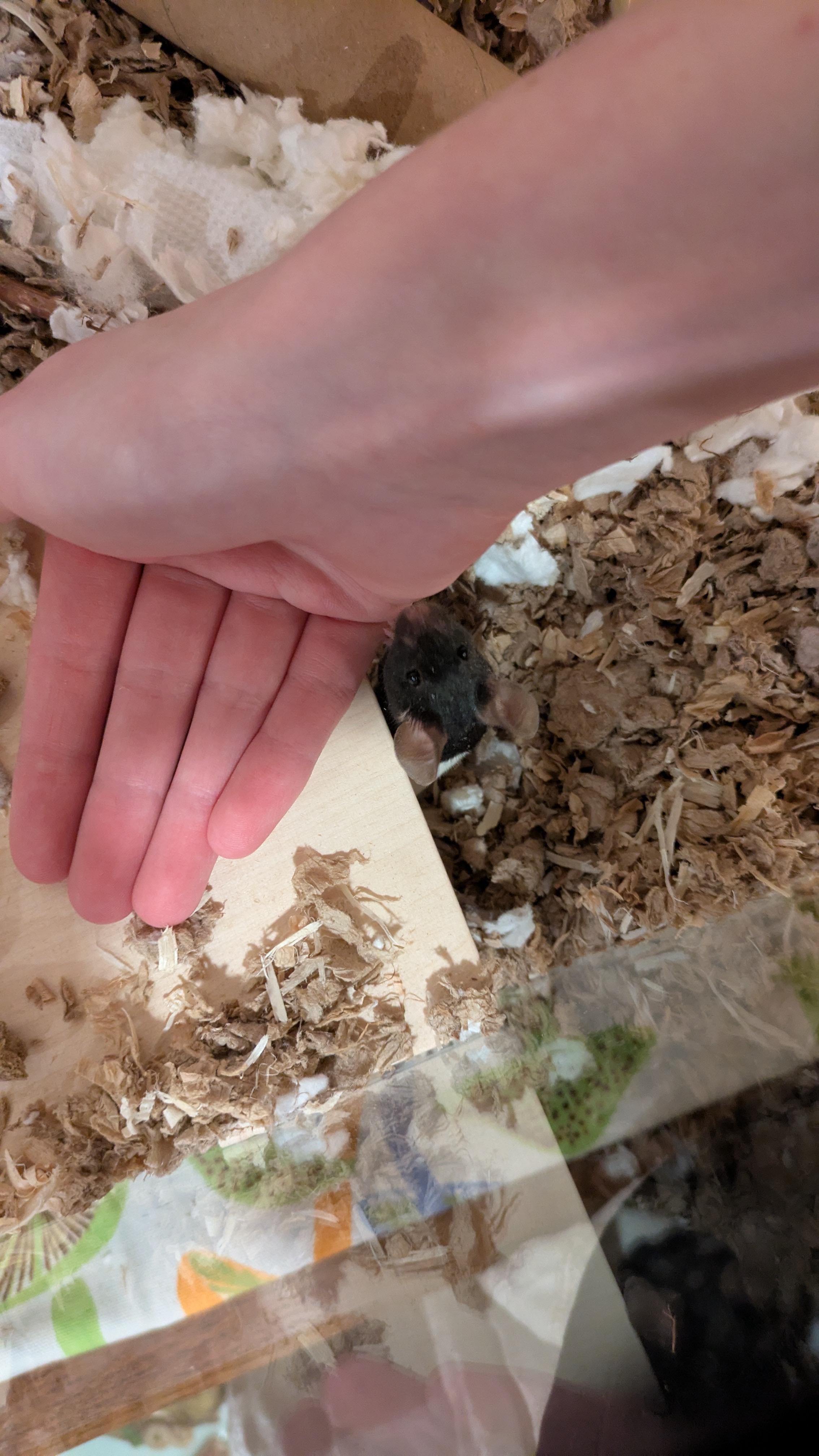 My mice bite, kinda? Is it bad? | Scrolller