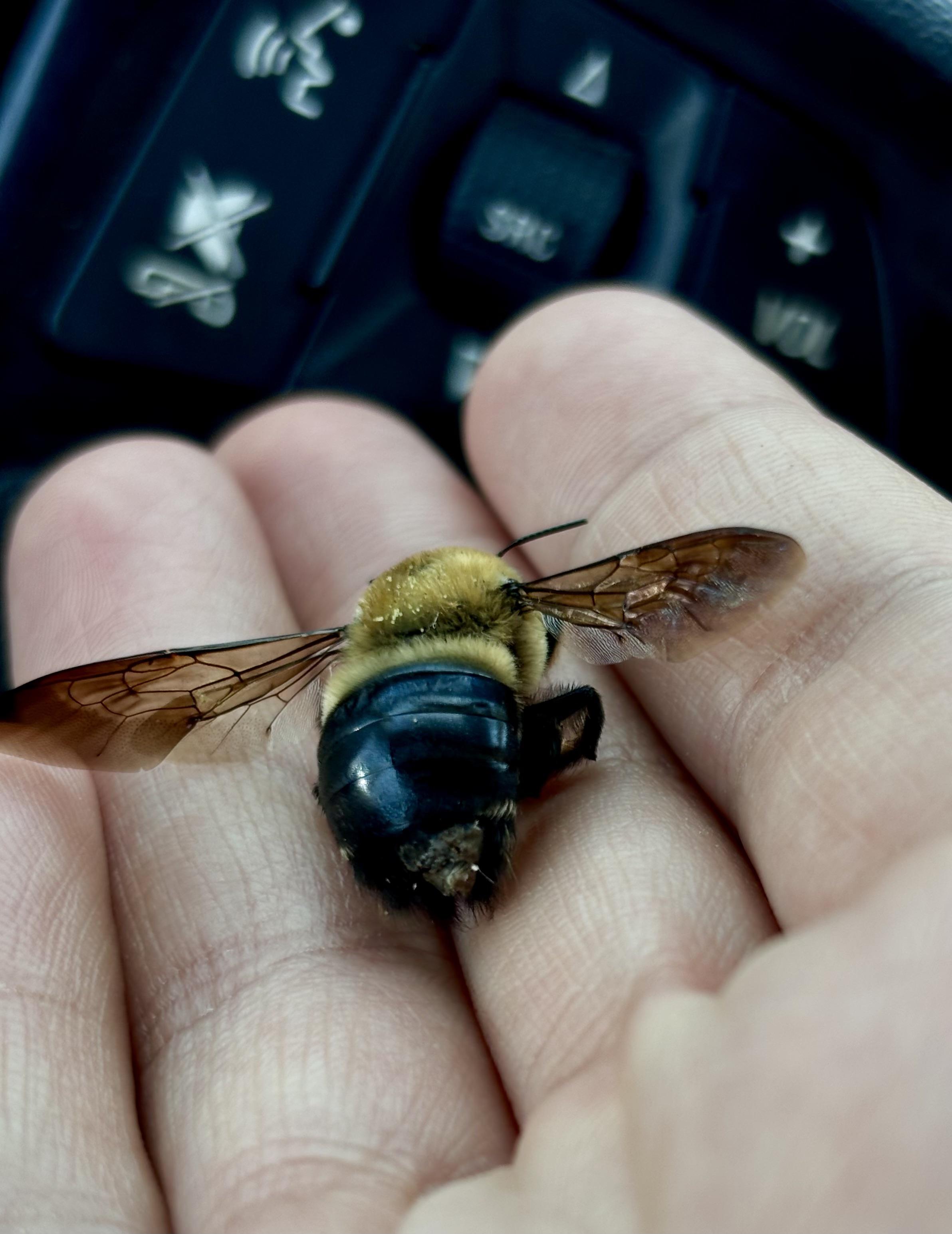 What is on this carpenter bee? | Scrolller
