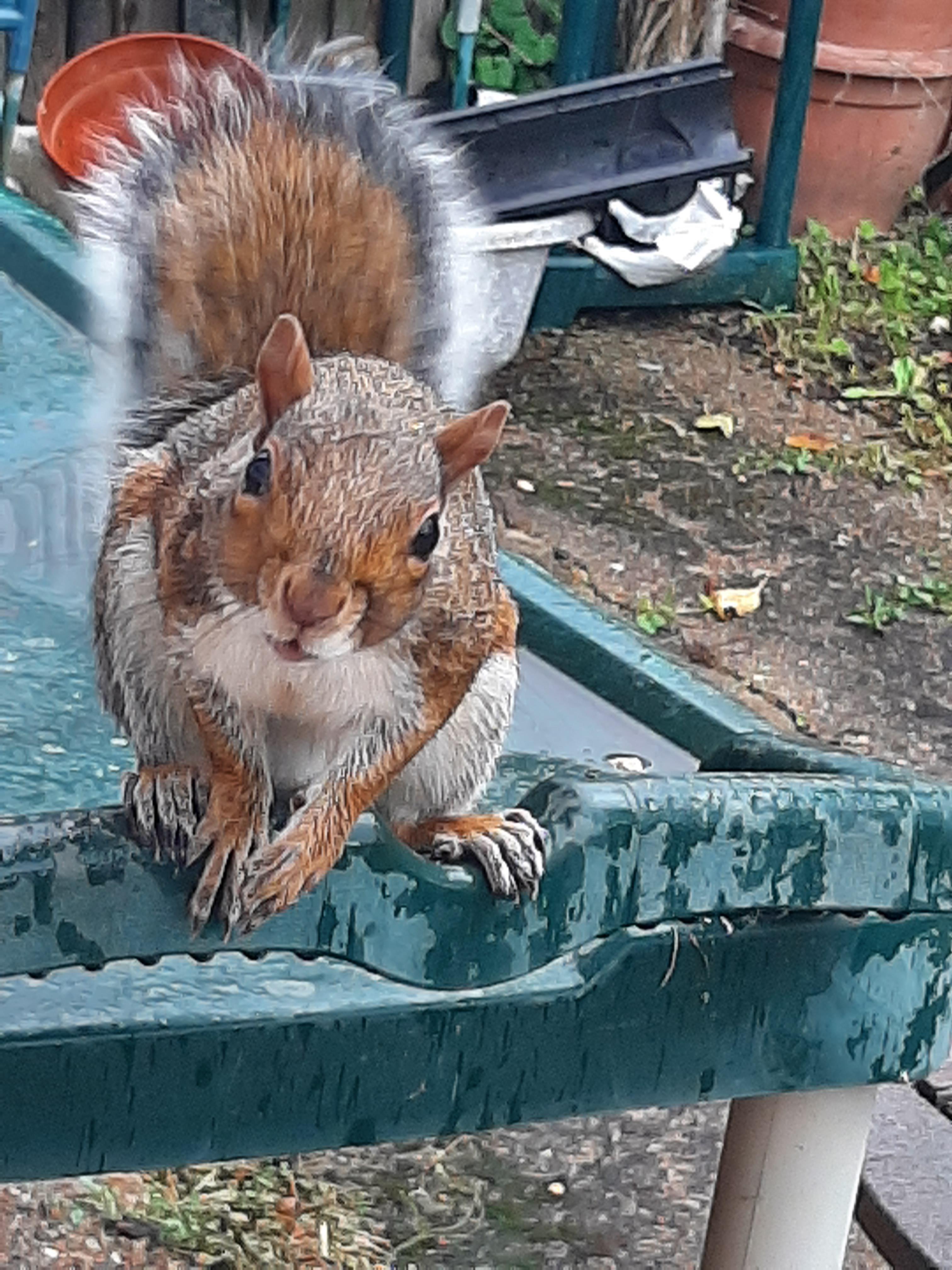 Some of my little visitors | Scrolller