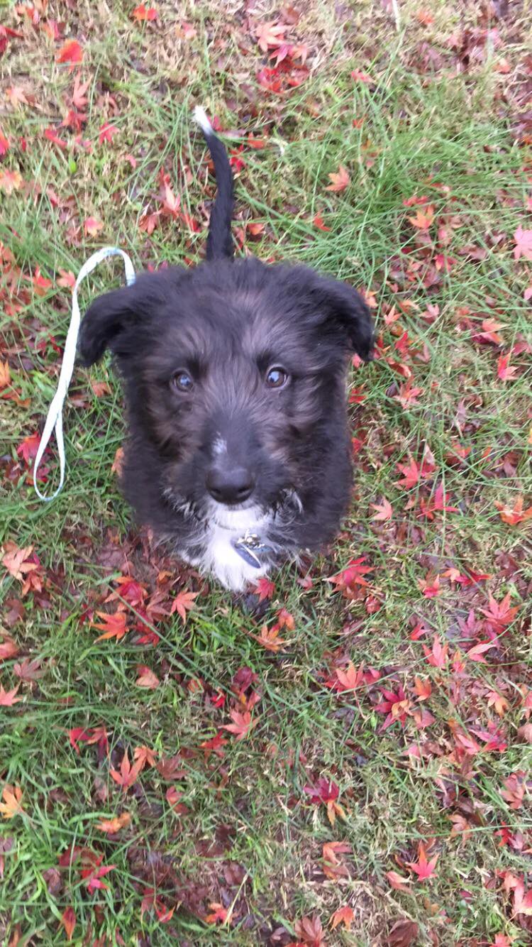 Meet Bean [OC] | Scrolller