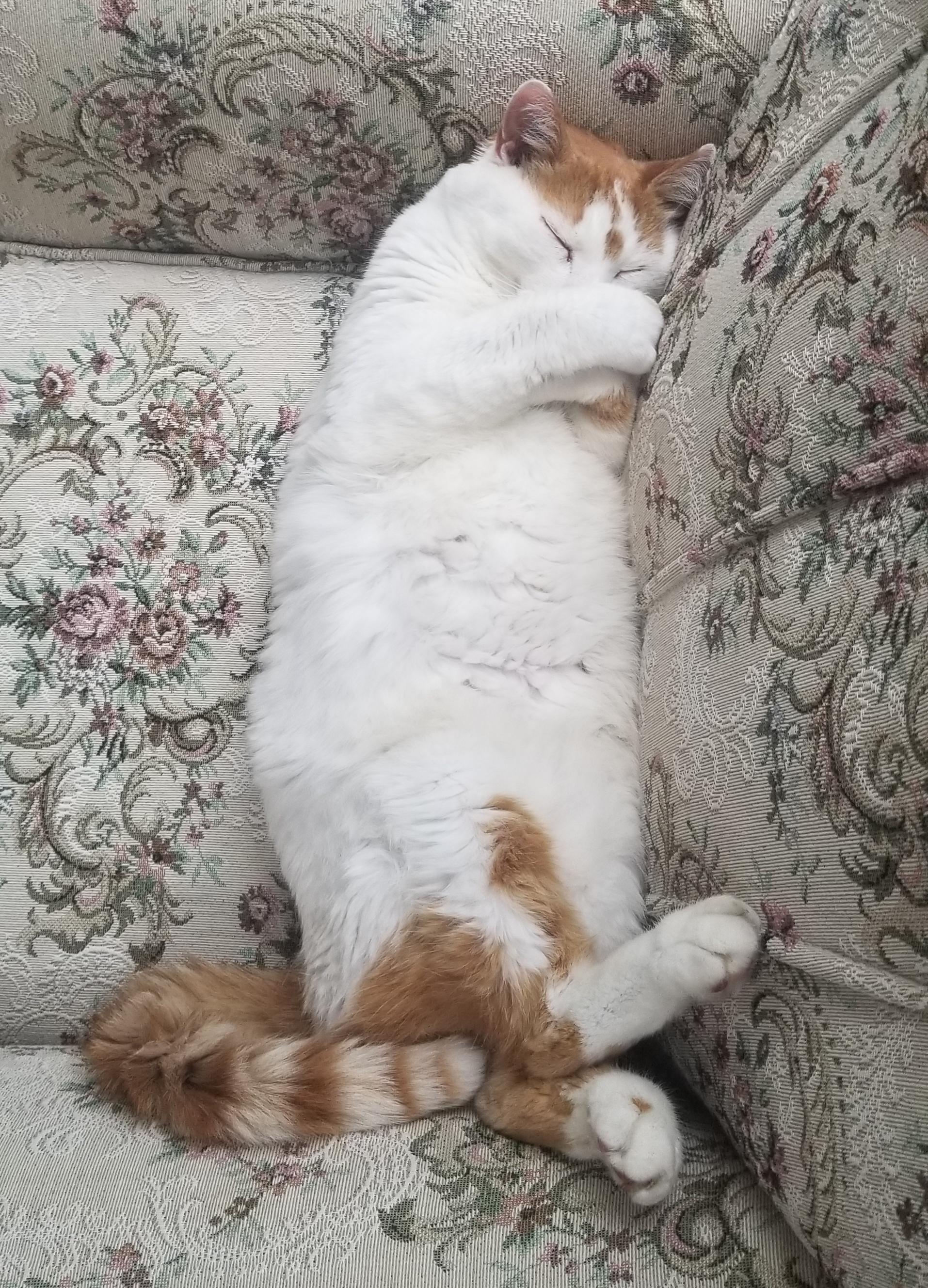 He approves of the new chair | Scrolller