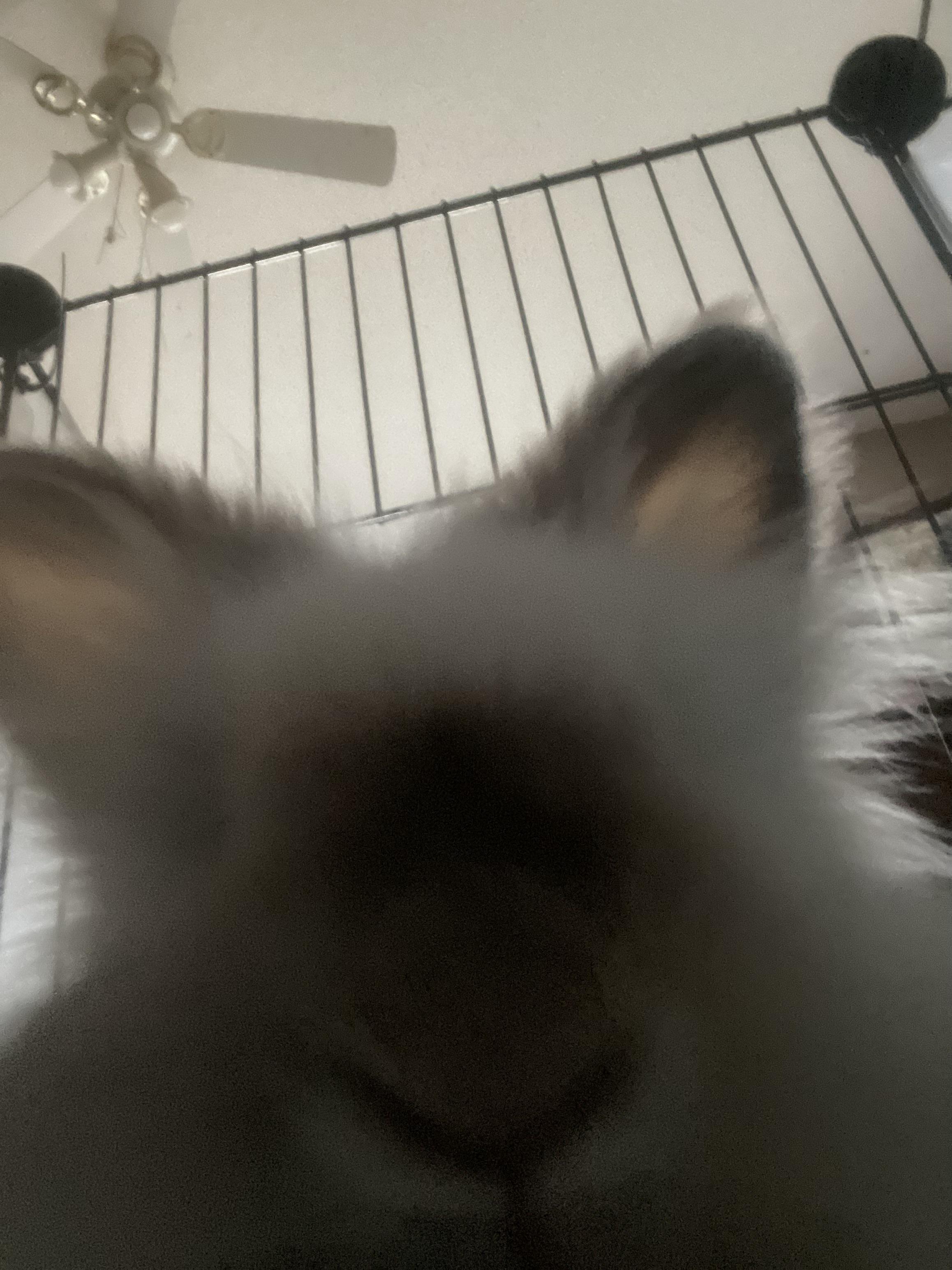 POV: you’re a chunk of banana | Scrolller