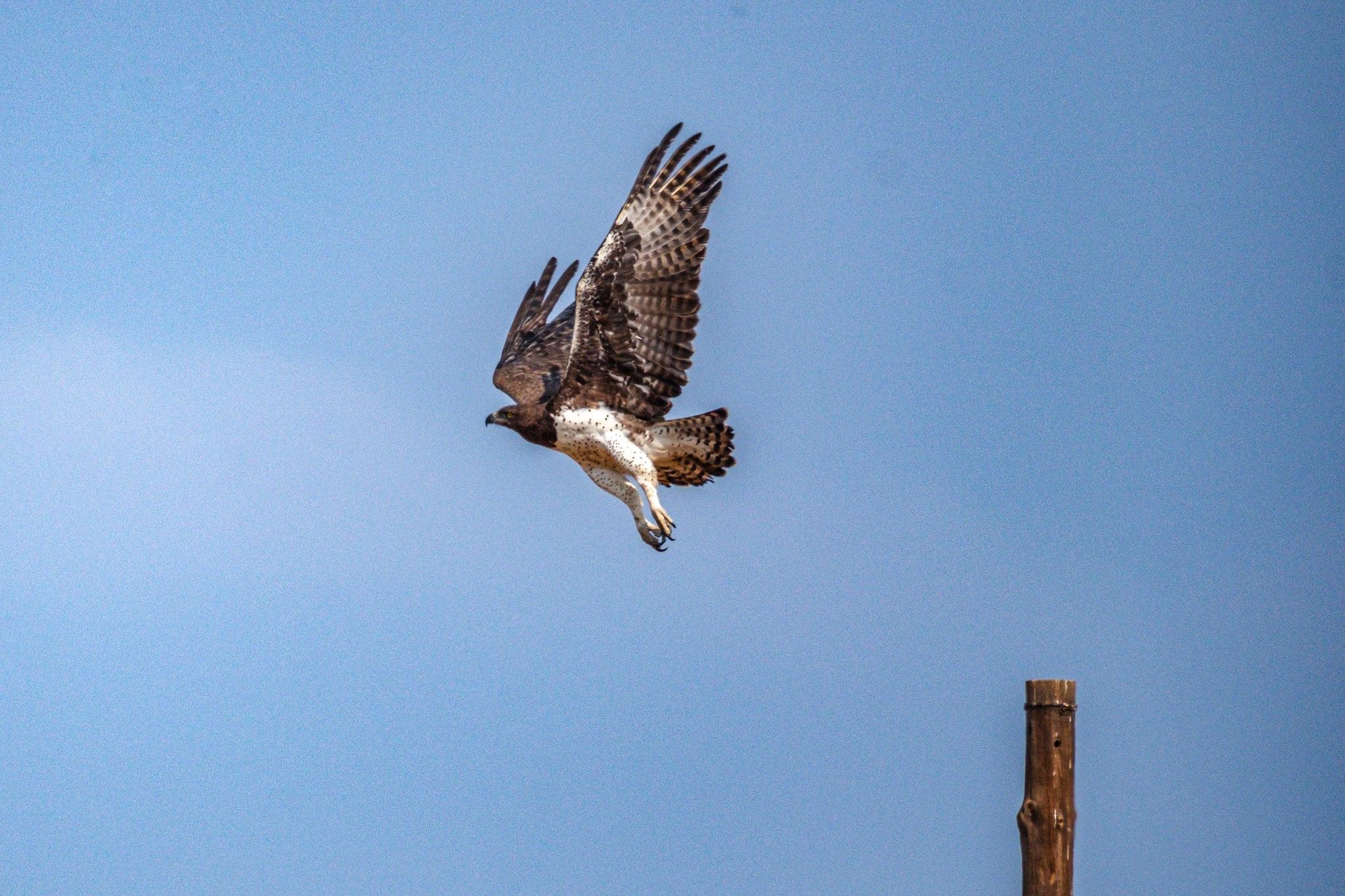 Martial Eagle | Scrolller
