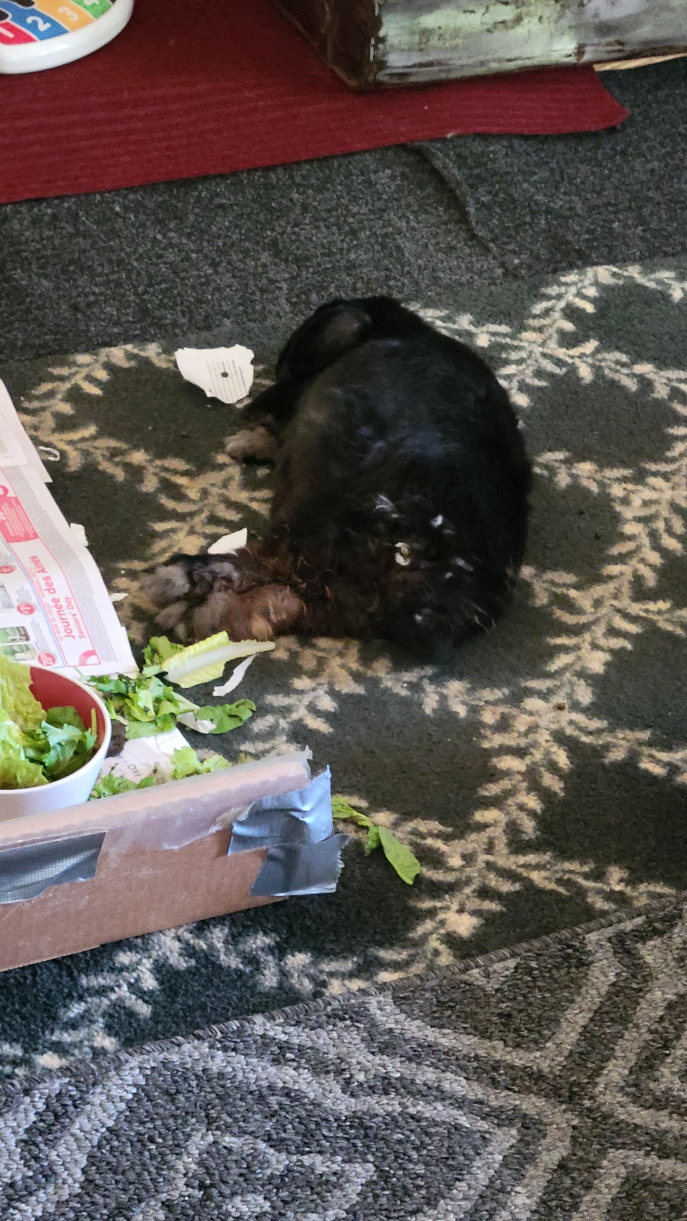 Jayjay doing his signature Yamcha flop | Scrolller