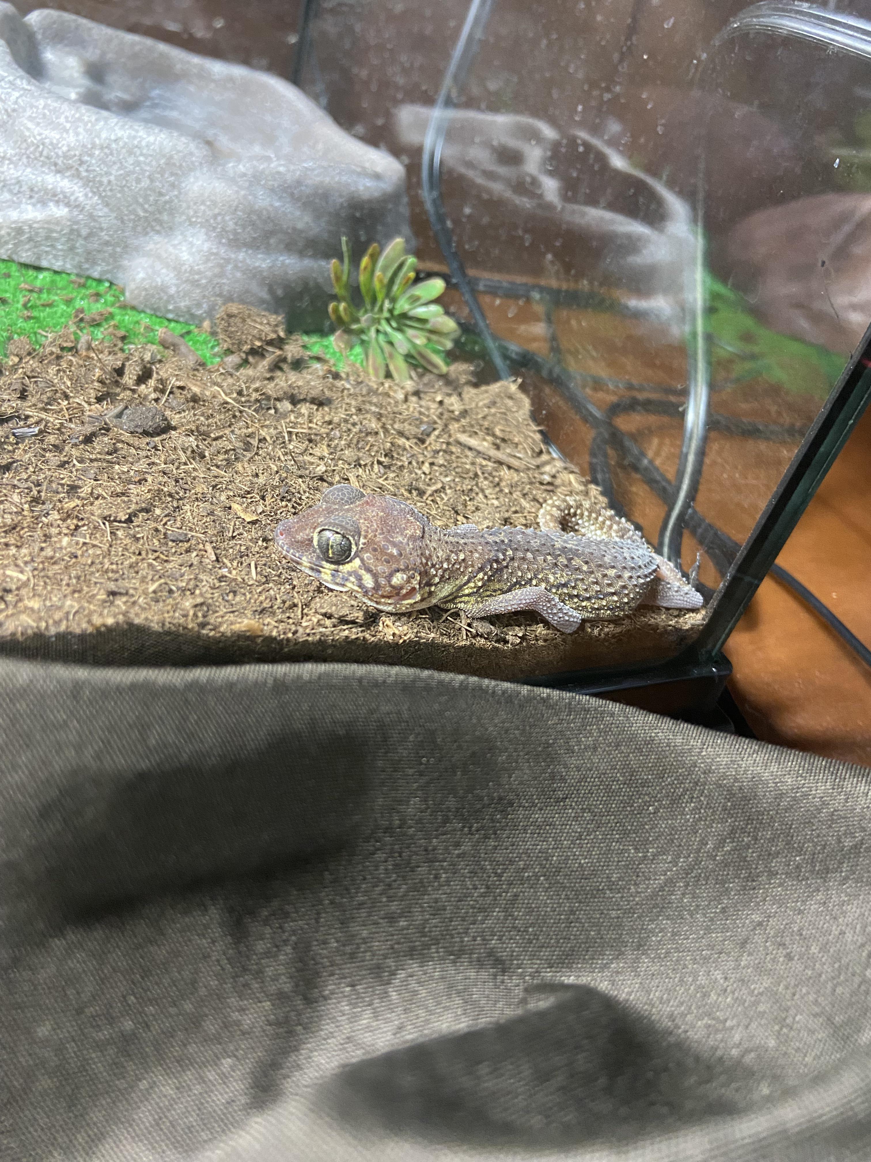 Is she “splooting”?, since 3 weeks ago she started to spend the day ...