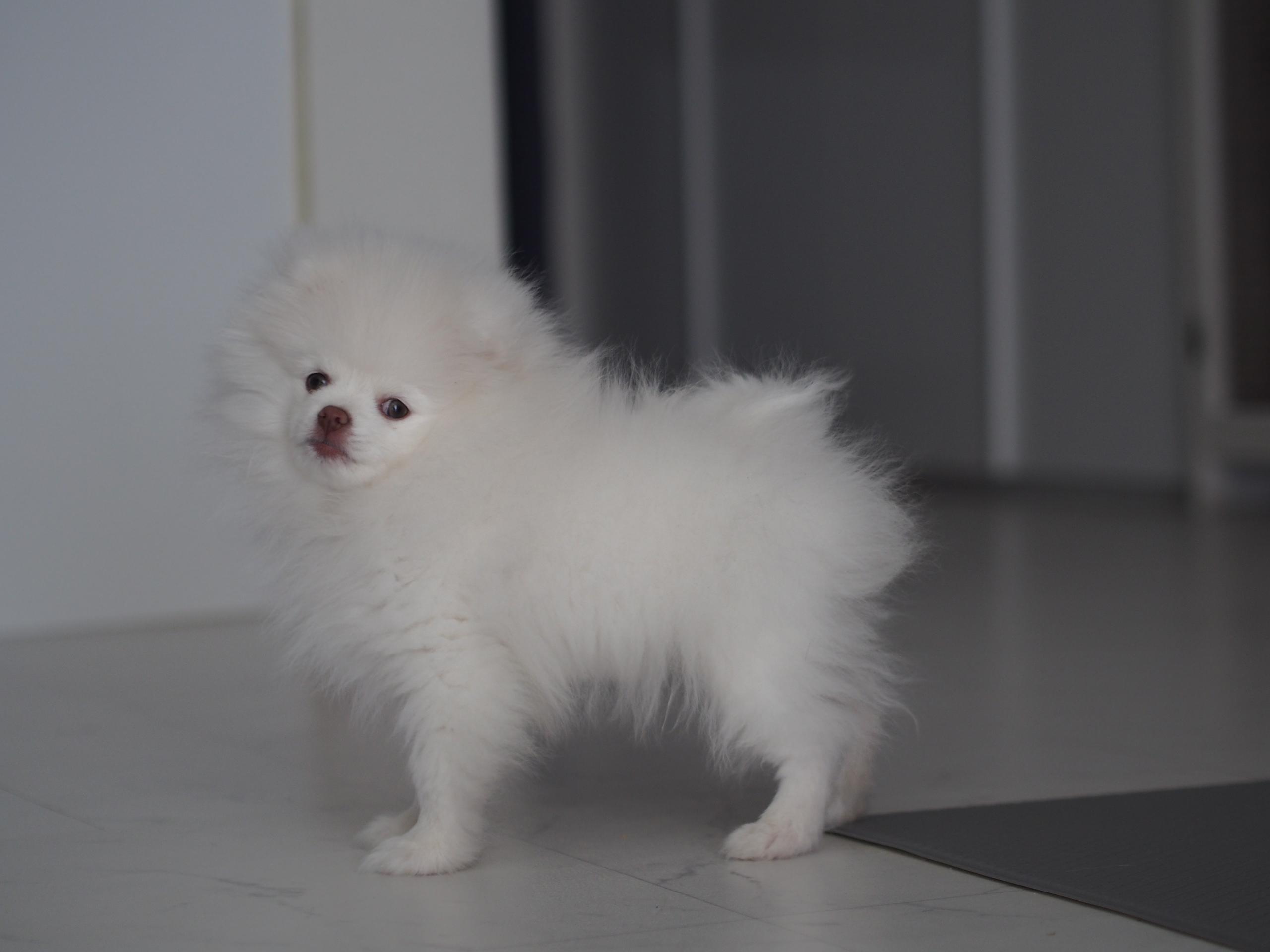 My pom entered the ugly stage | Scrolller