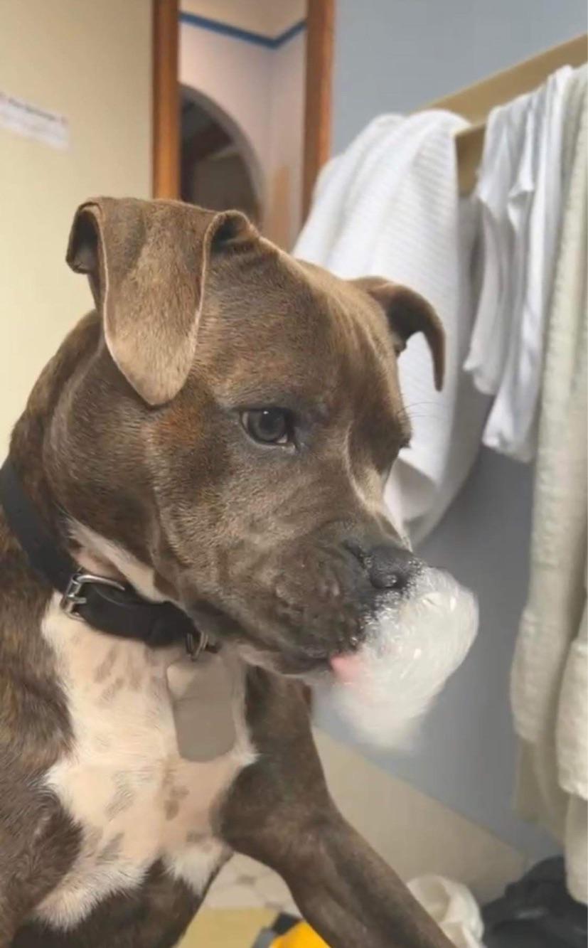 Darce wearing his new sweater! Bonus bubbles on the nose. | Scrolller